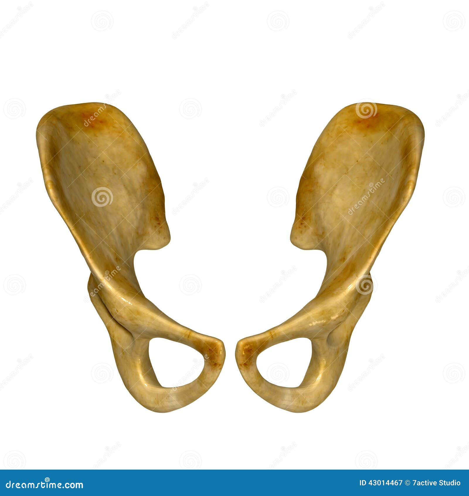 Bekken (heup) been stock illustratie. Illustration of gezamenlijk ...