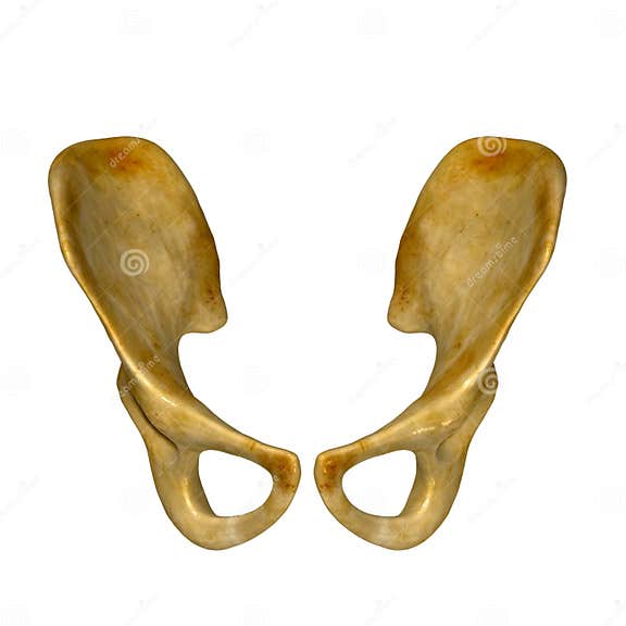 Bekken (heup) been stock illustratie. Illustration of gezamenlijk ...