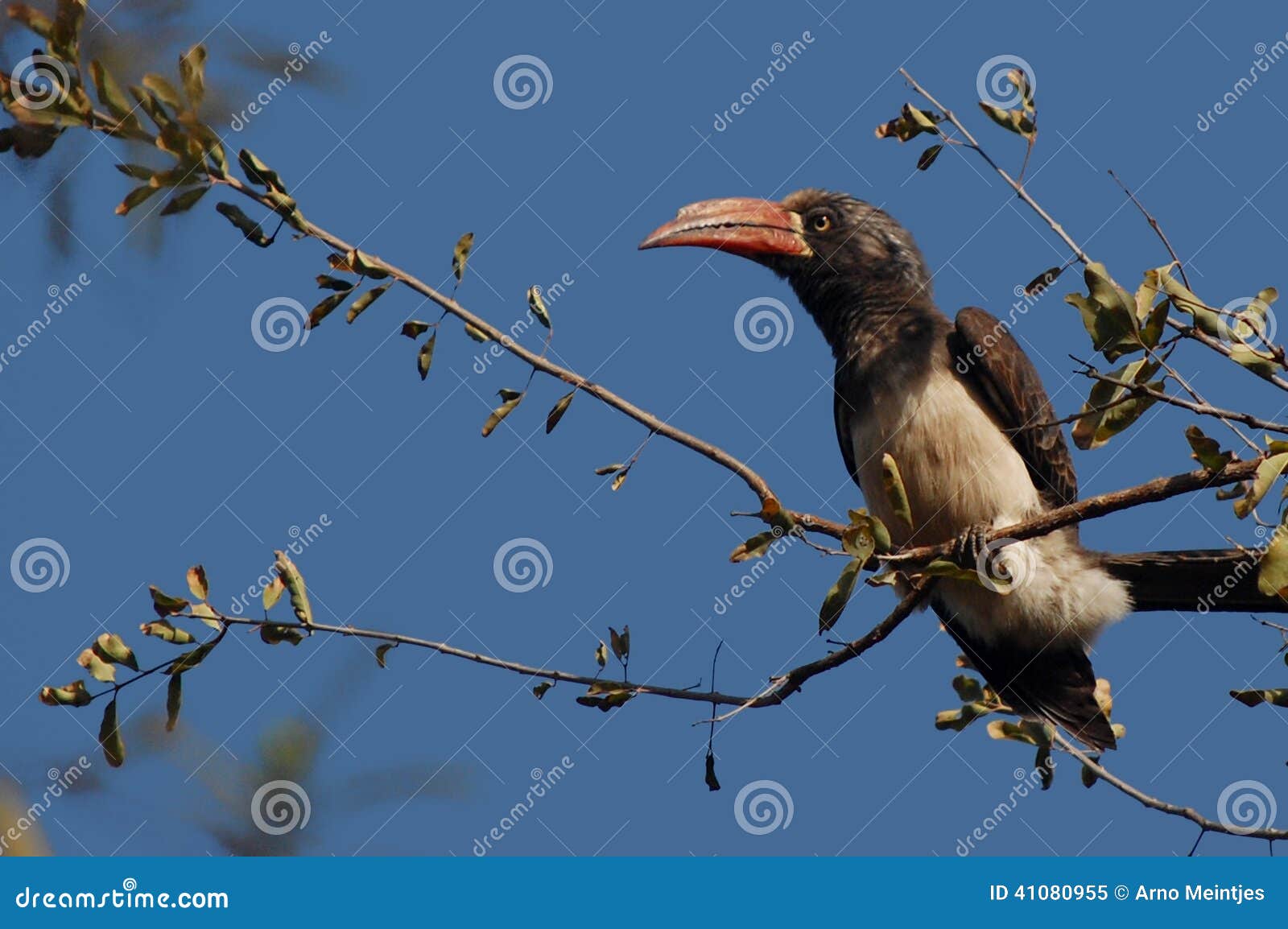 Bekroond Hornbill (Tockus-alboterminatus) Stock Afbeelding - Image of ...