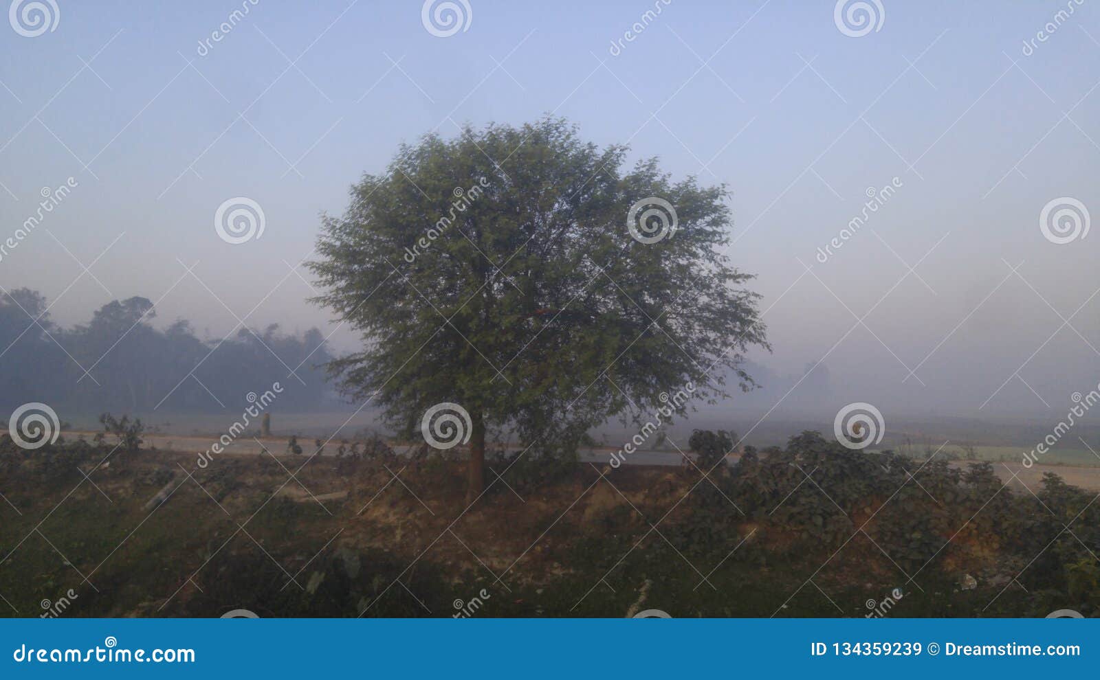 Bel arbre image stock. Image du arbre, beau, monde, naturellement ...
