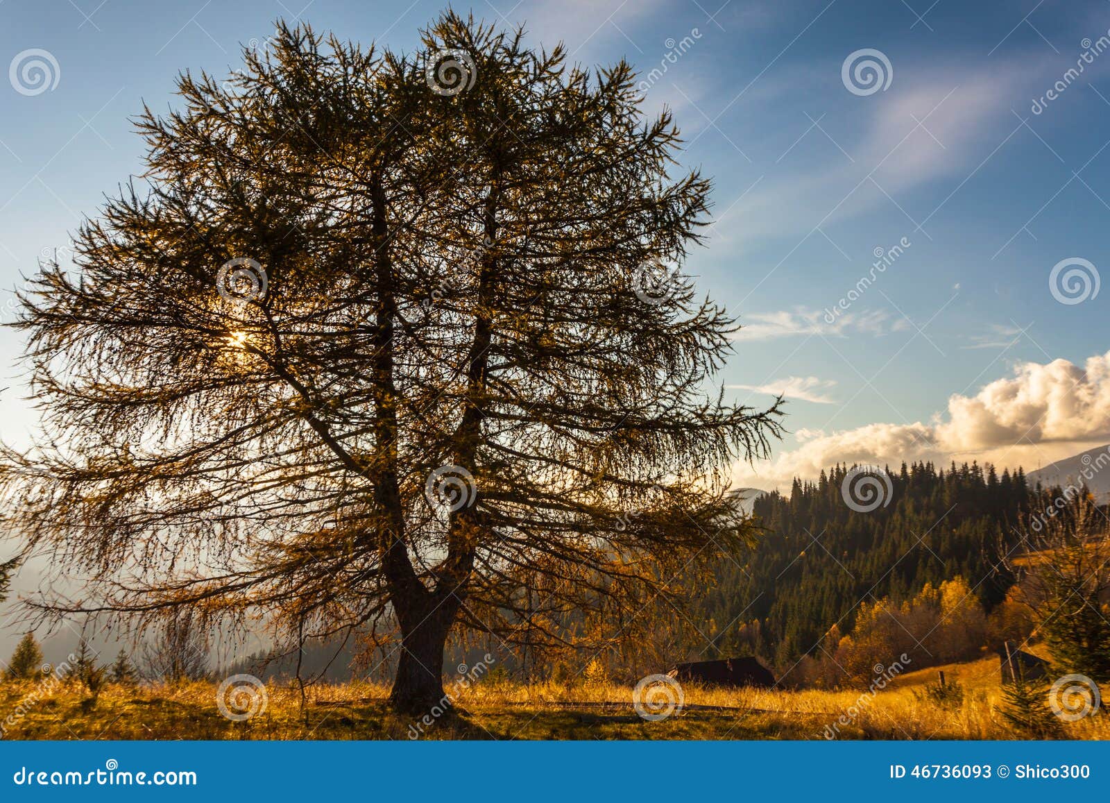Bel arbre d'automne image stock. Image du orange, chêne - 46736093