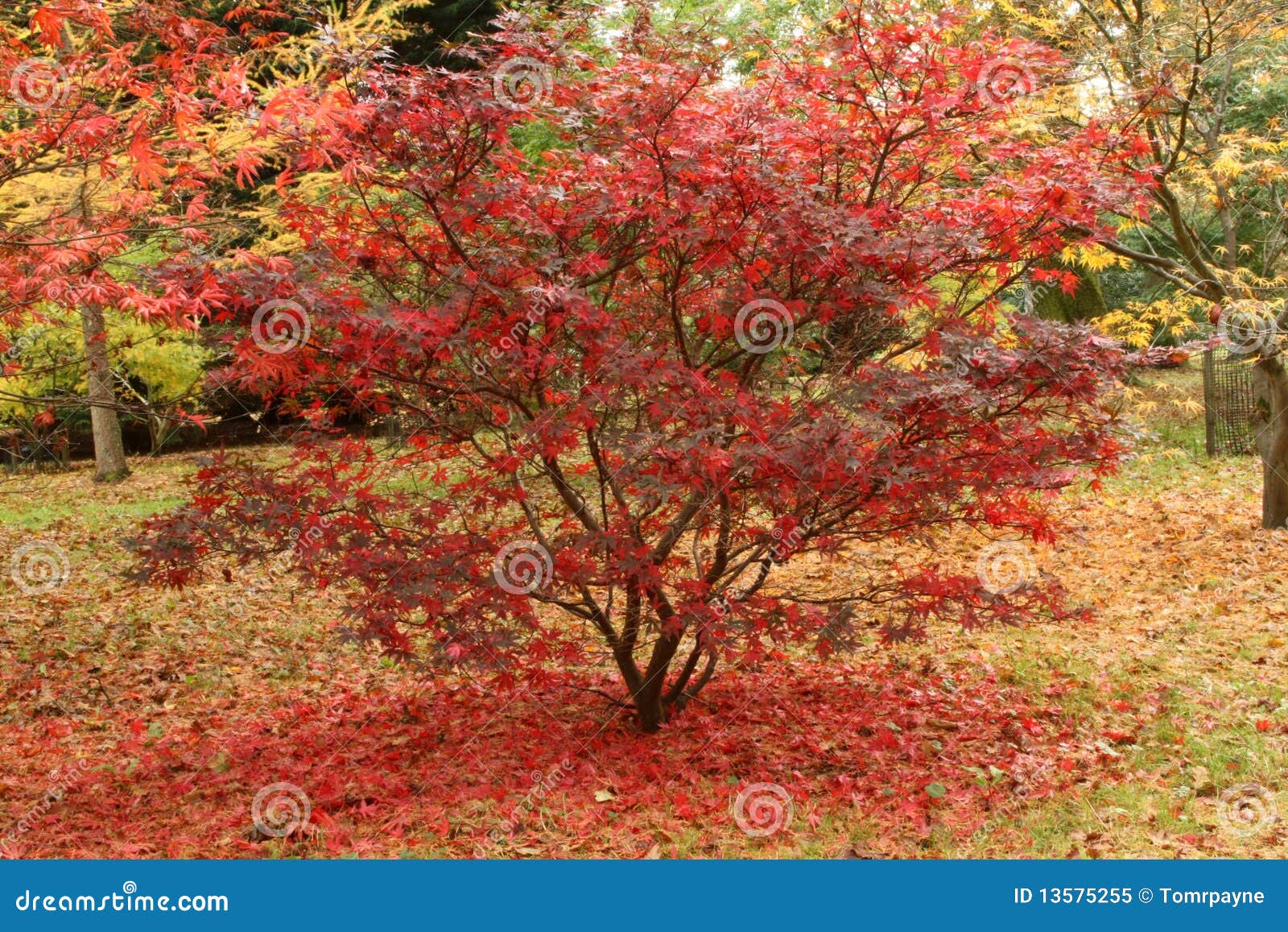 Bel arbre rouge d'Acer image stock. Image du lames, floral - 13575255