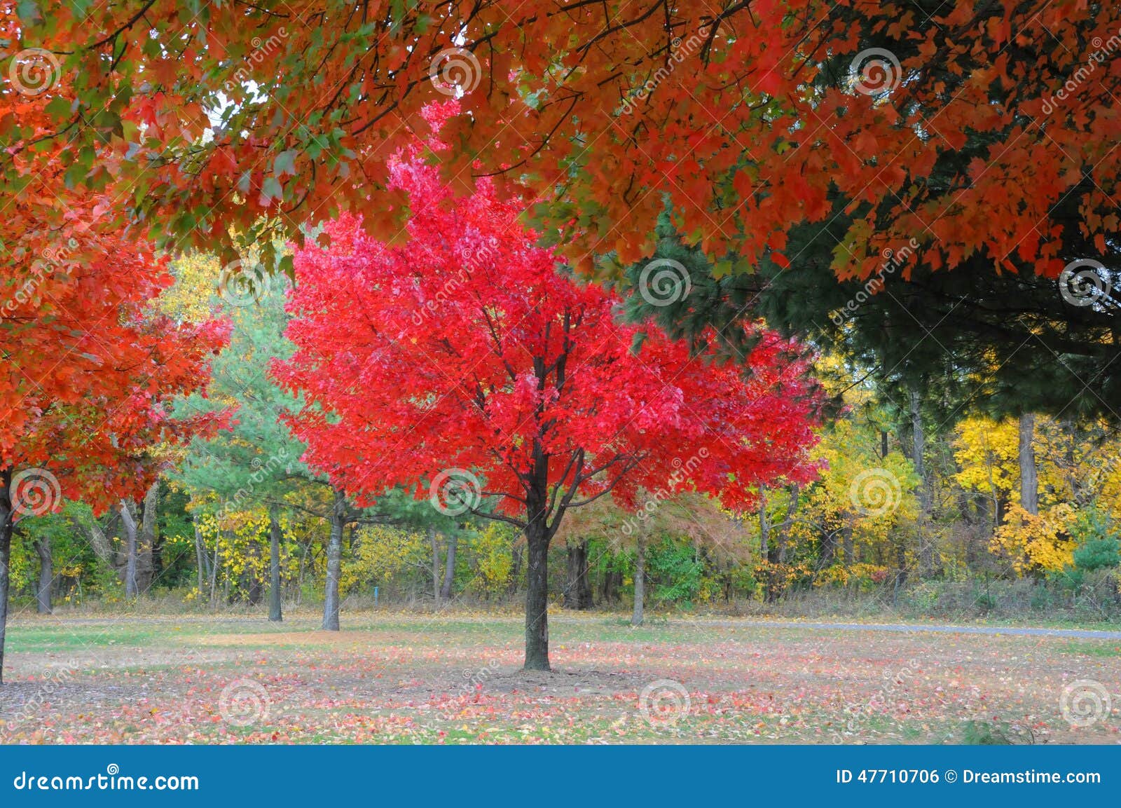 Bel arbre rouge-leaved photo stock. Image du environnement - 47710706