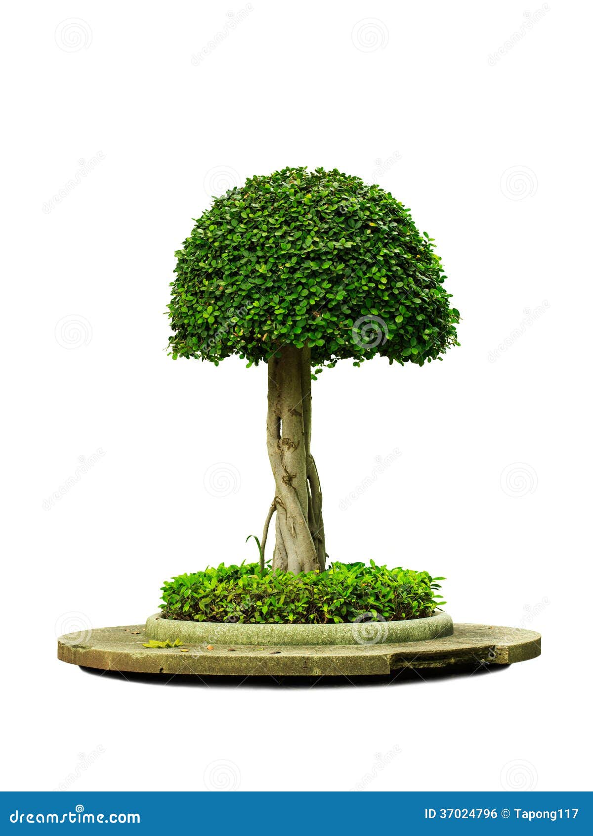 Bel arbre vert photo stock. Image du métaphore, durée - 37024796