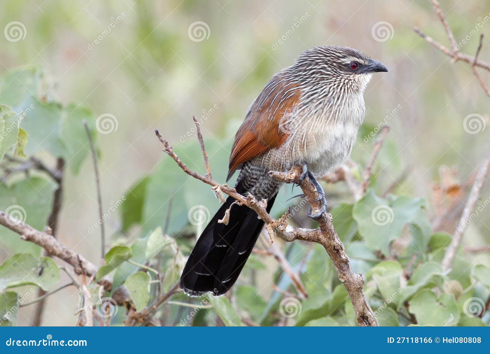 Bel Oiseau Avec Les Yeux Rouges Photo stock - Image du oiseau, arrière ...