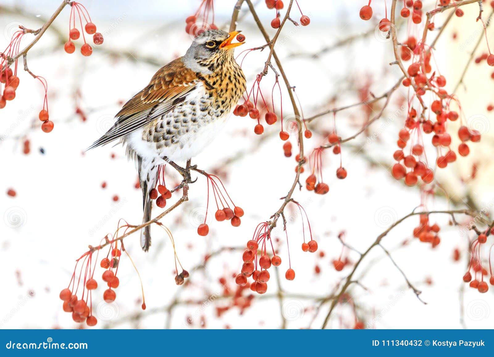 Bel Oiseau Sauvage Mangeant Les Baies Rouges Photo stock - Image du ...