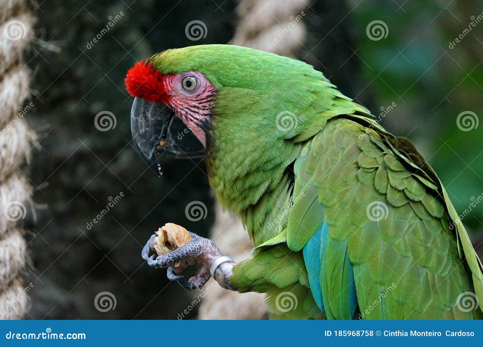 Bela Arara Verde E Sua Castanha Foto de Stock - Imagem de arara, comer ...