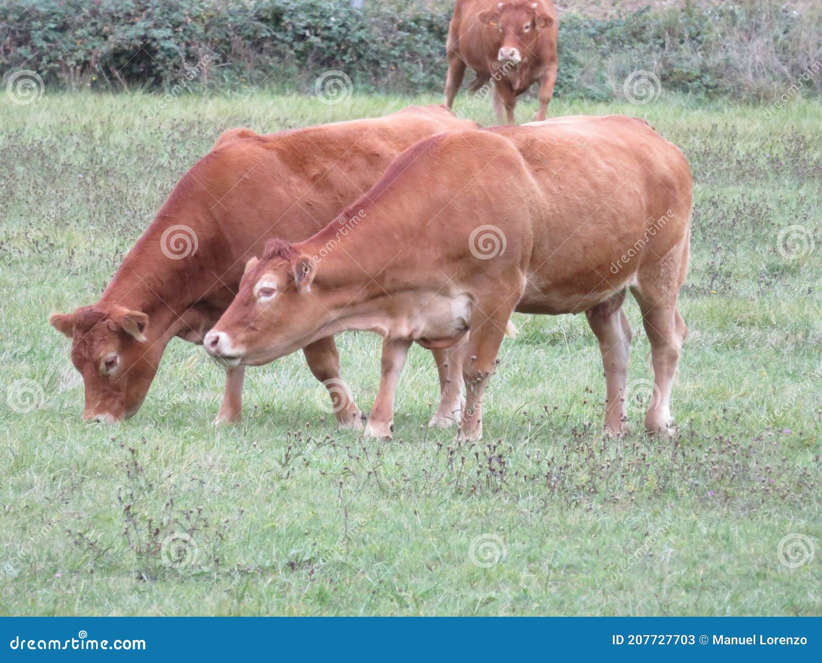 Bela Imagem De Vaca De Grande Beleza E Tamanho Imagem de Stock - Imagem ...