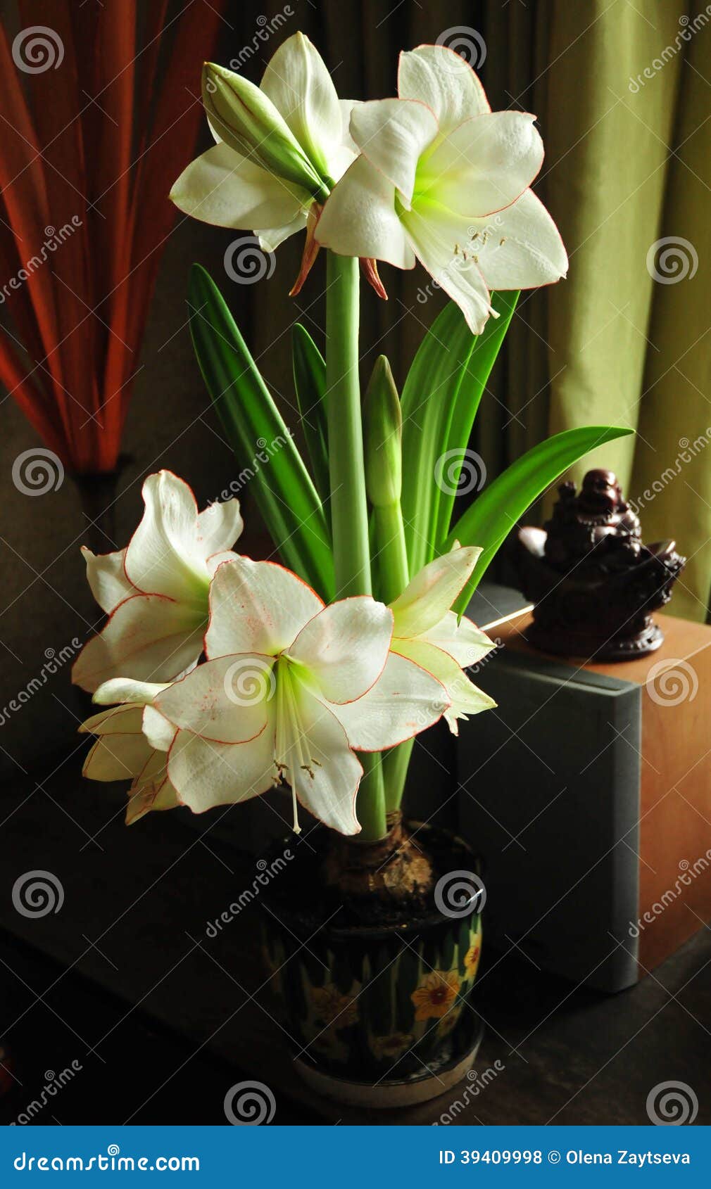 Beladona 2 de Amaryllis foto de stock. Imagem de fada - 39409998