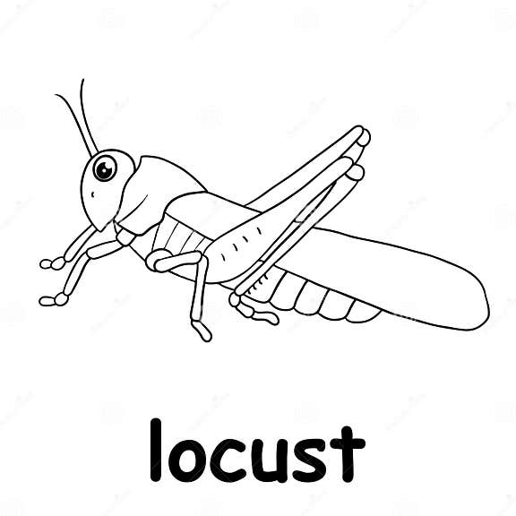 Kids Line Illustration Coloring Locust. Outline Vector for Children ...