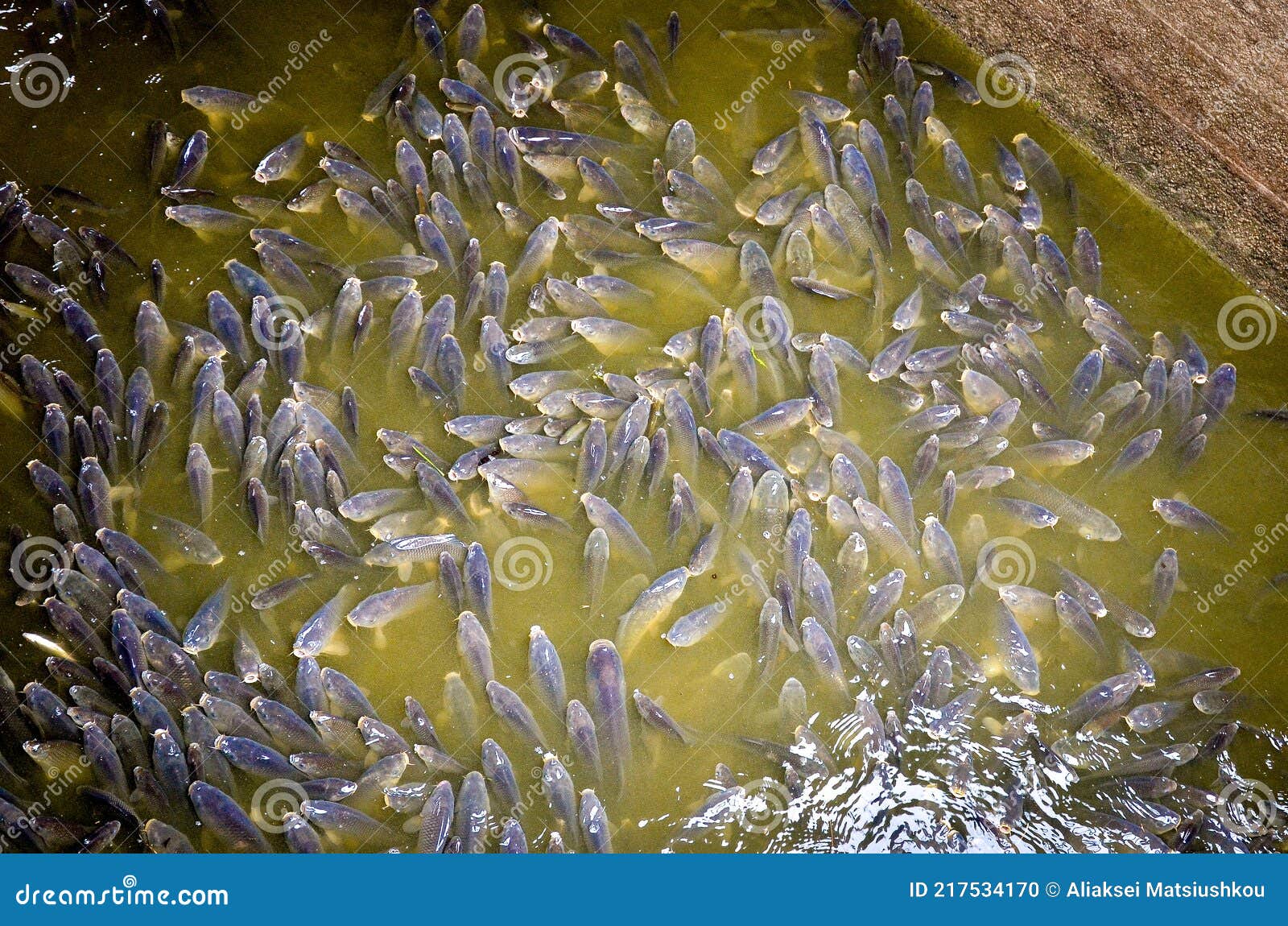 Belarus - August 2013: Industrial Fish Farming. Fish in a Container ...