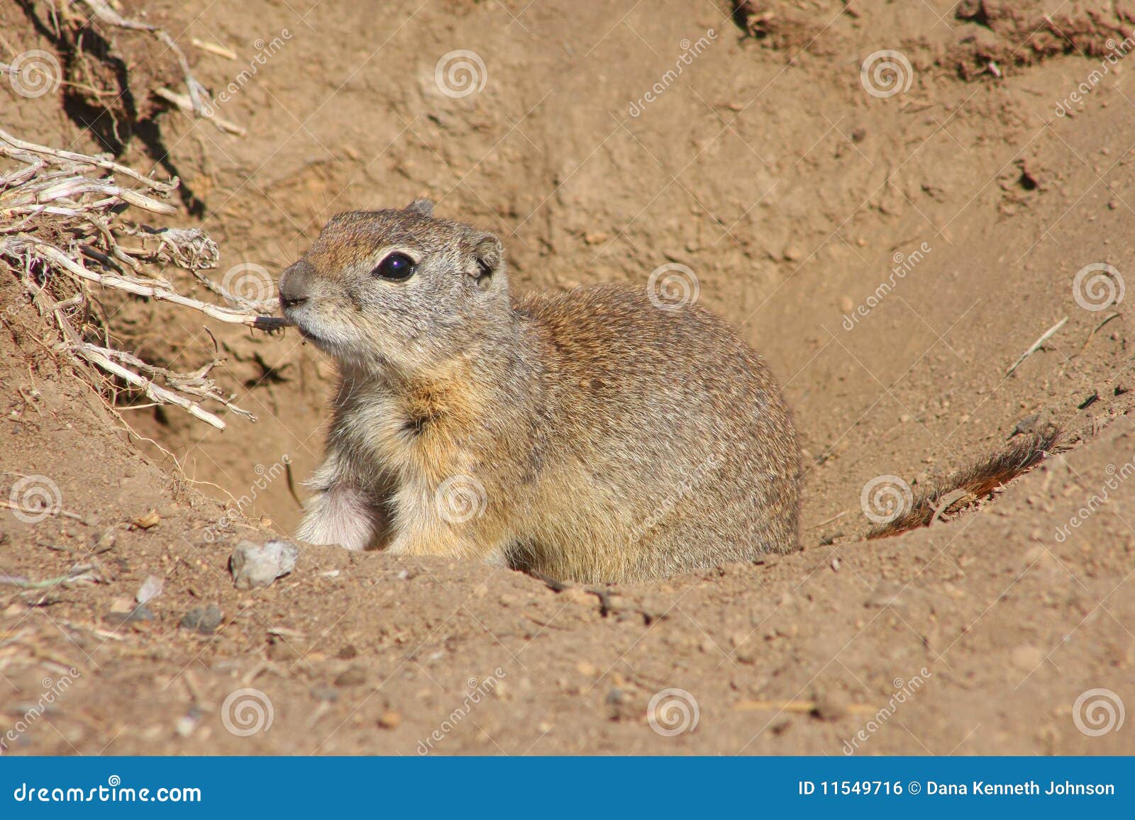Belding s Ground Squirrel stock photo. Image of rodents - 11549716