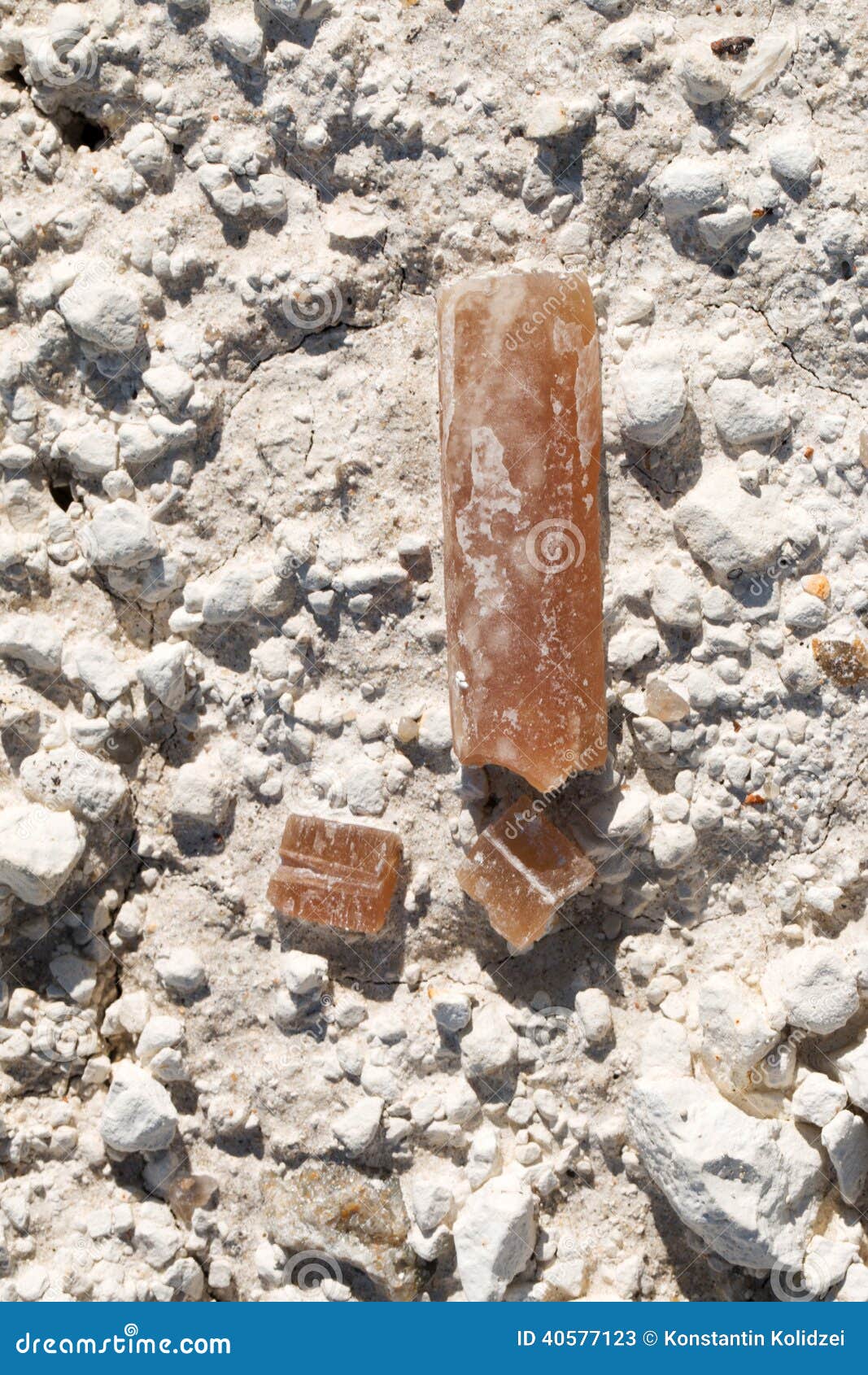 Belemnit stockbild. Bild von biologie, kreide, entwicklung - 40577123