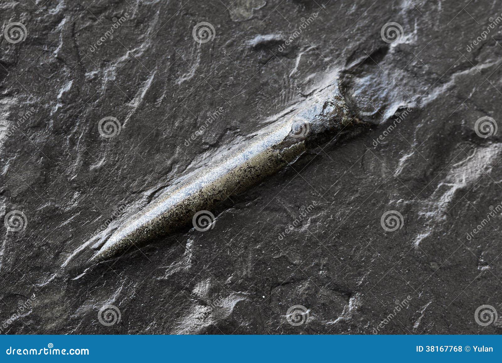 Belemnite stock photo. Image of jurassic, lias, nature - 38167768
