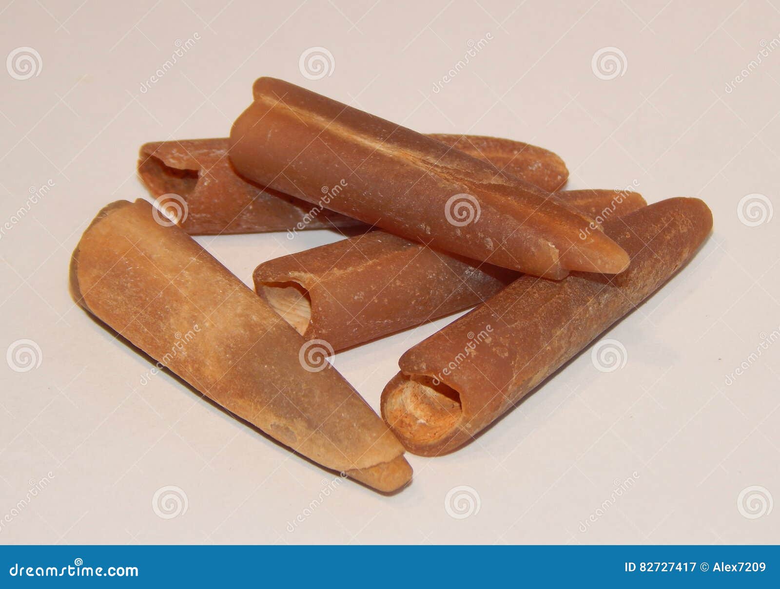 Belemnite stock image. Image of cephalopod, marine, ancient - 82727417
