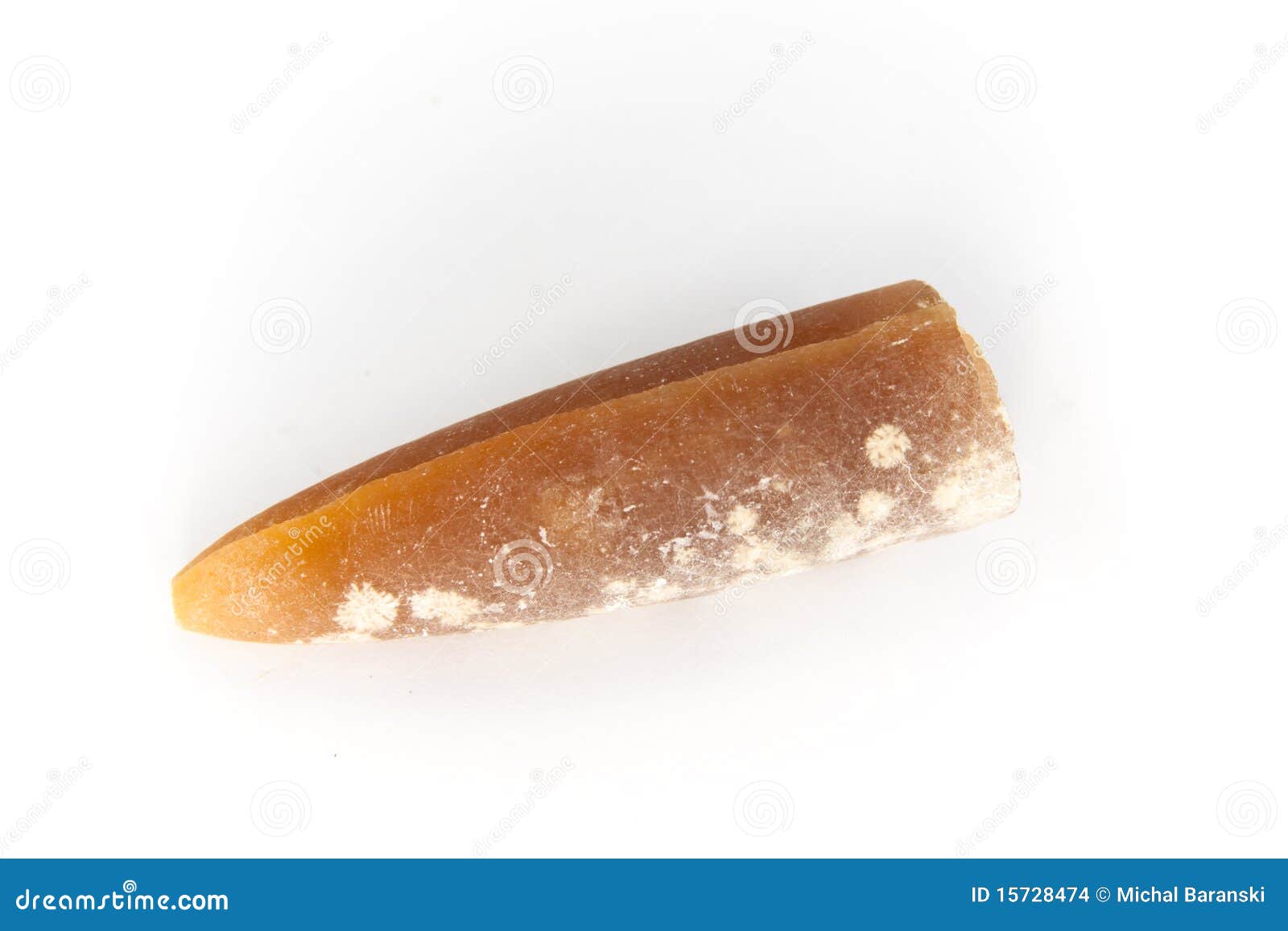 Belemnite - belemnella stock photo. Image of devonian - 15728474