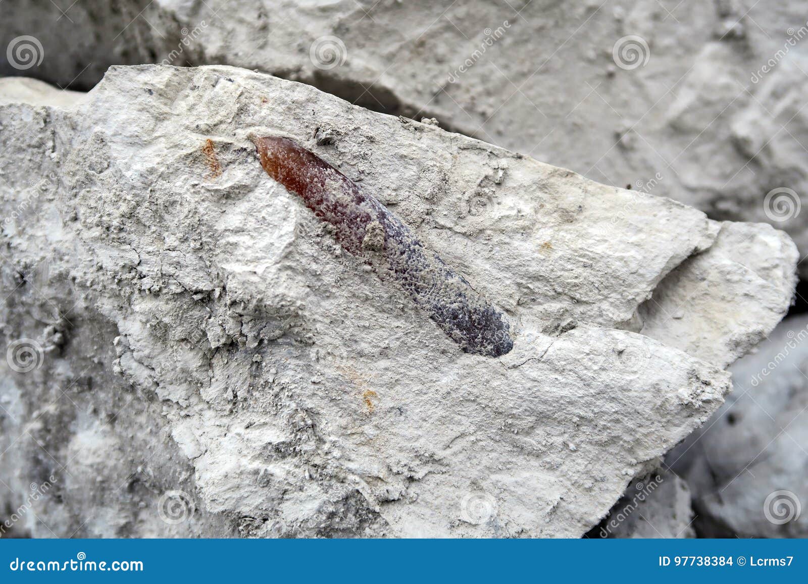 Belemnite Fossil in Chalk Rock Quarry. Stock Photo - Image of stone ...