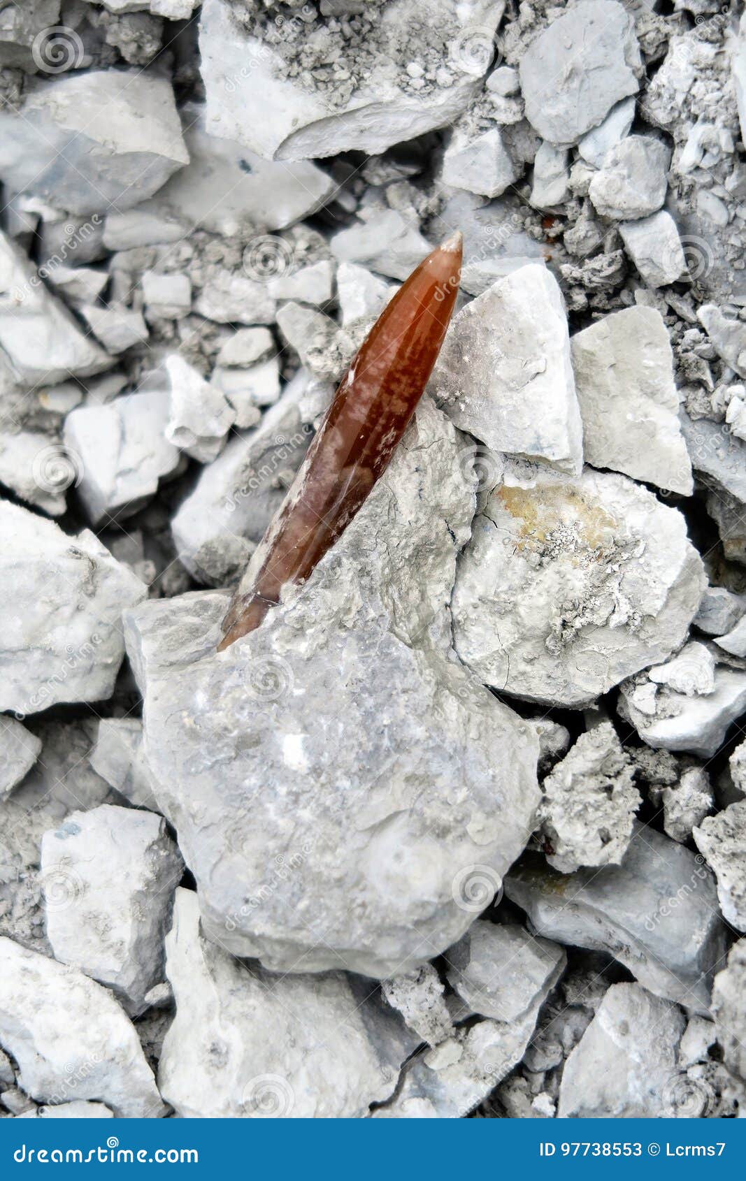 Belemnite Fossil in Chalk Rock Quarry. Stock Image - Image of rocks ...