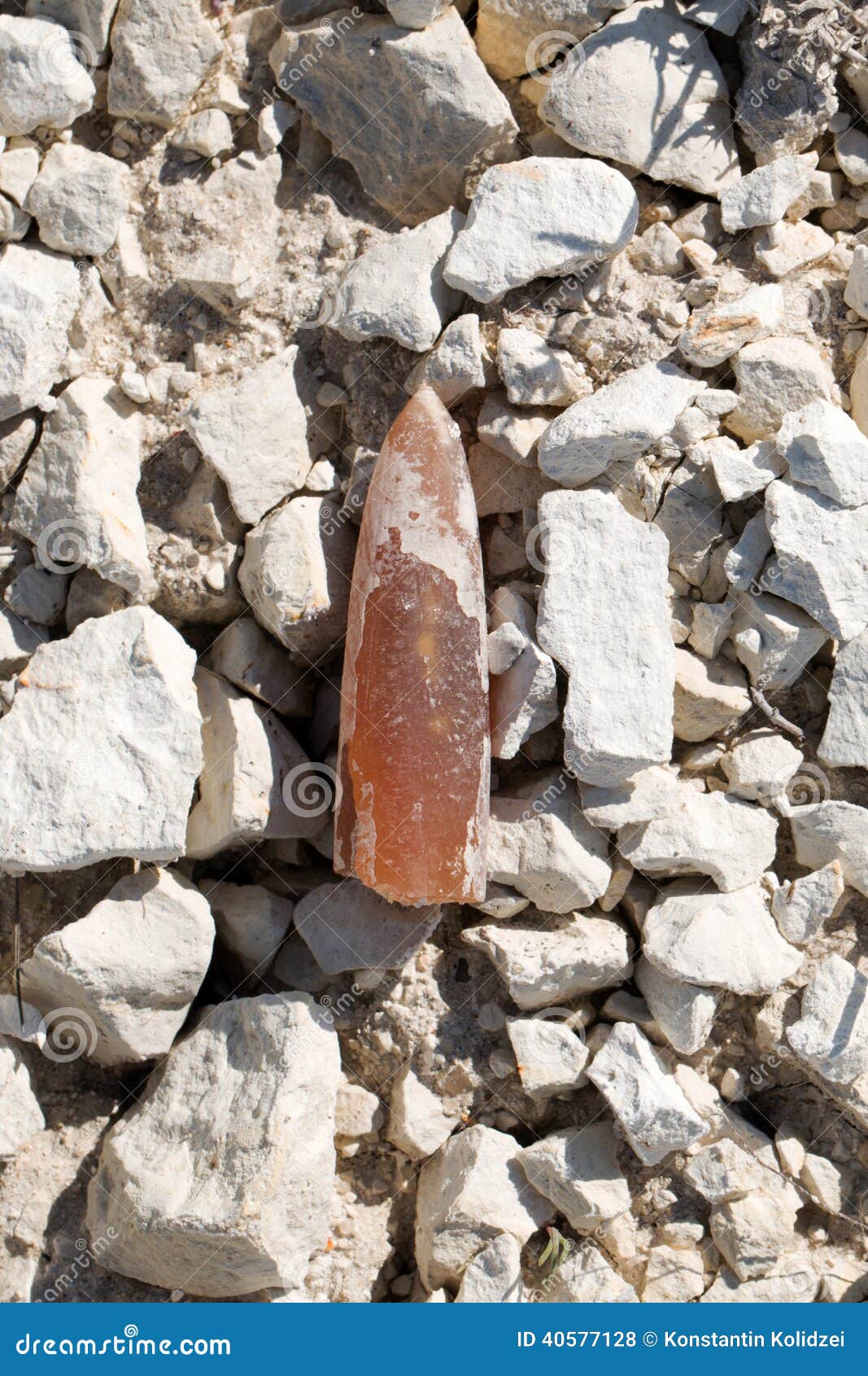 Belemnite. stock photo. Image of isolated, evolution - 40577128