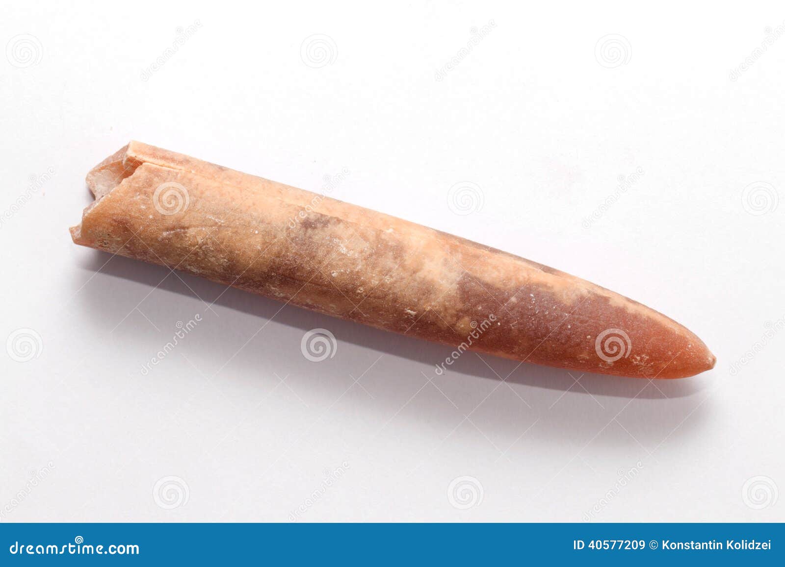 Belemnite. stock image. Image of animal, mollusk, belemnoidea - 40577209