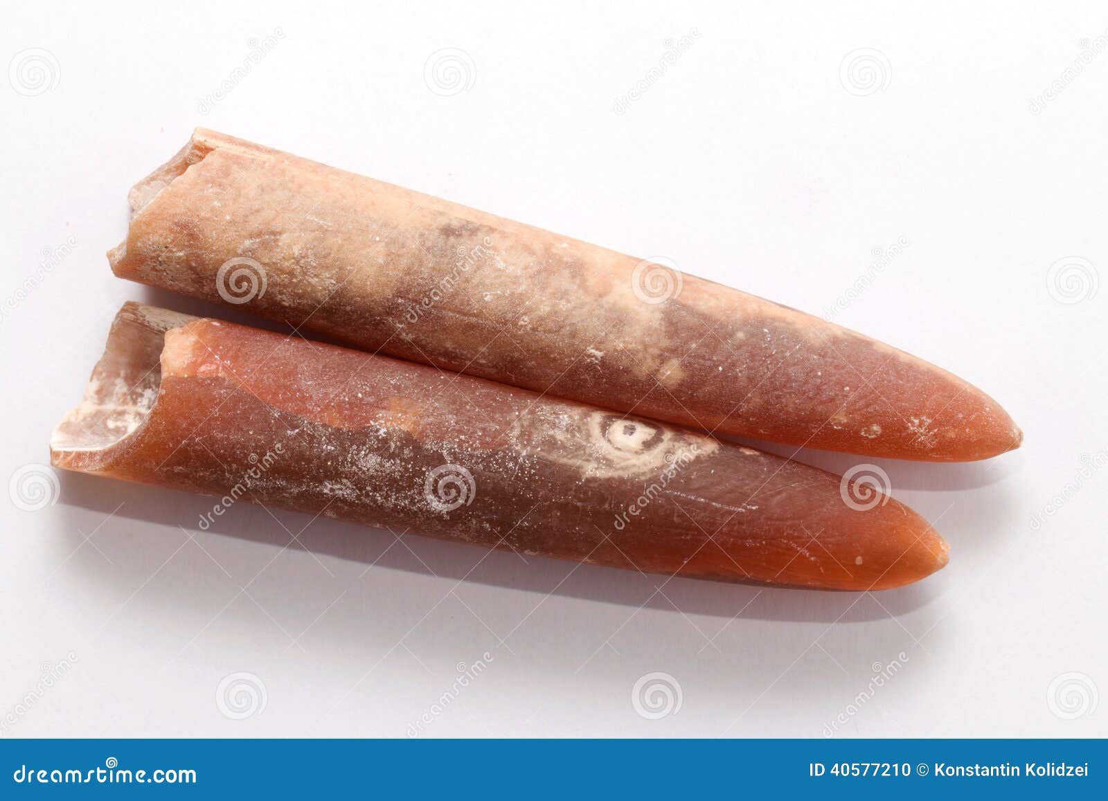 Belemnite. stock photo. Image of ancient, belemnoidea - 40577210