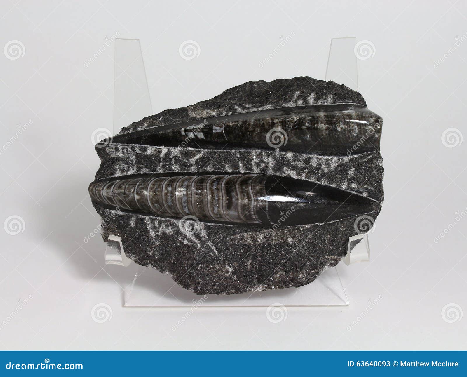 Belemnite Fossil In Chalk Rock Quarry. Belemnitida.. Ancient Finds ...