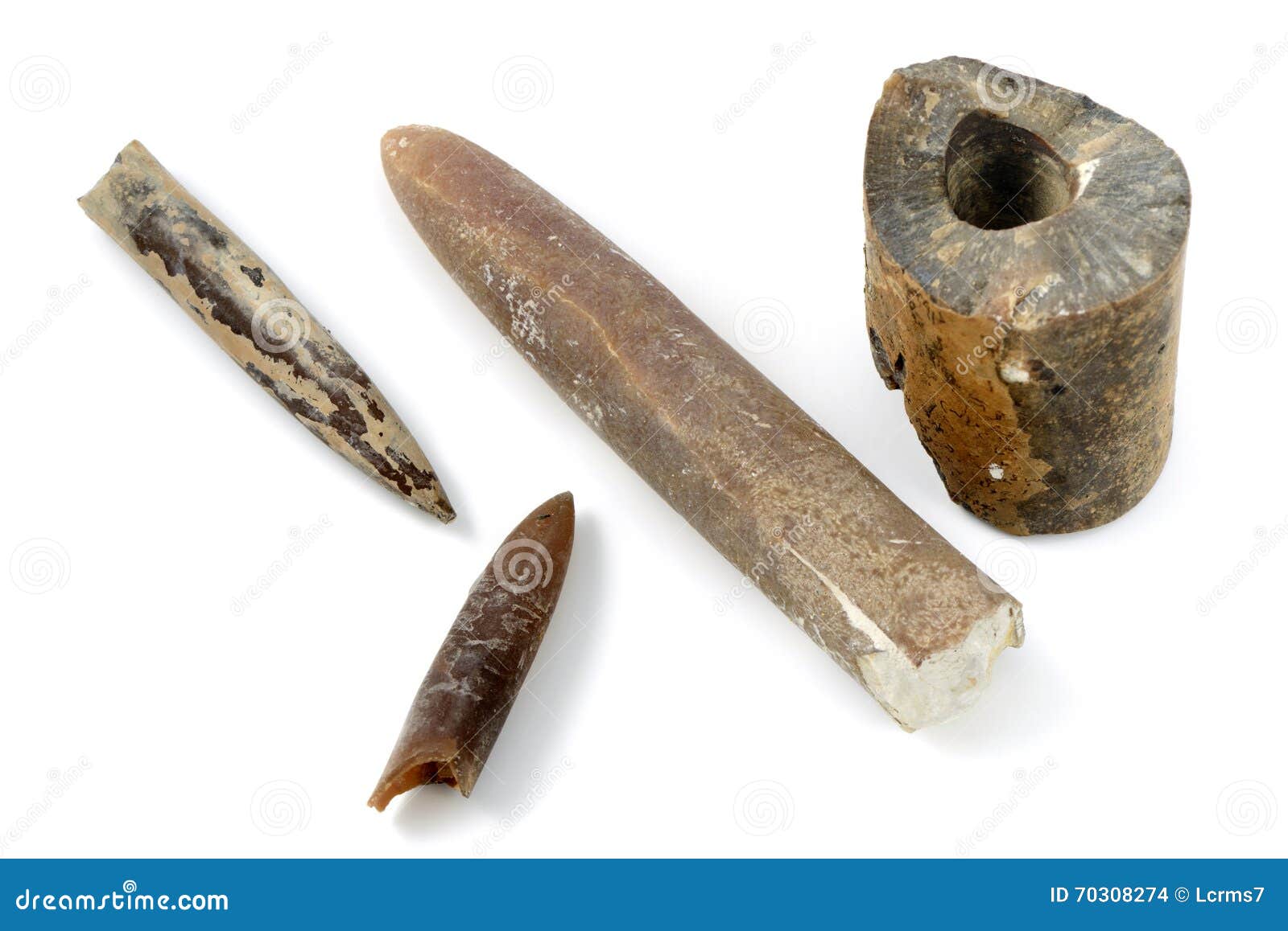 Belemnite fossil stock photo. Image of belemnoidea, paleontology - 70308274