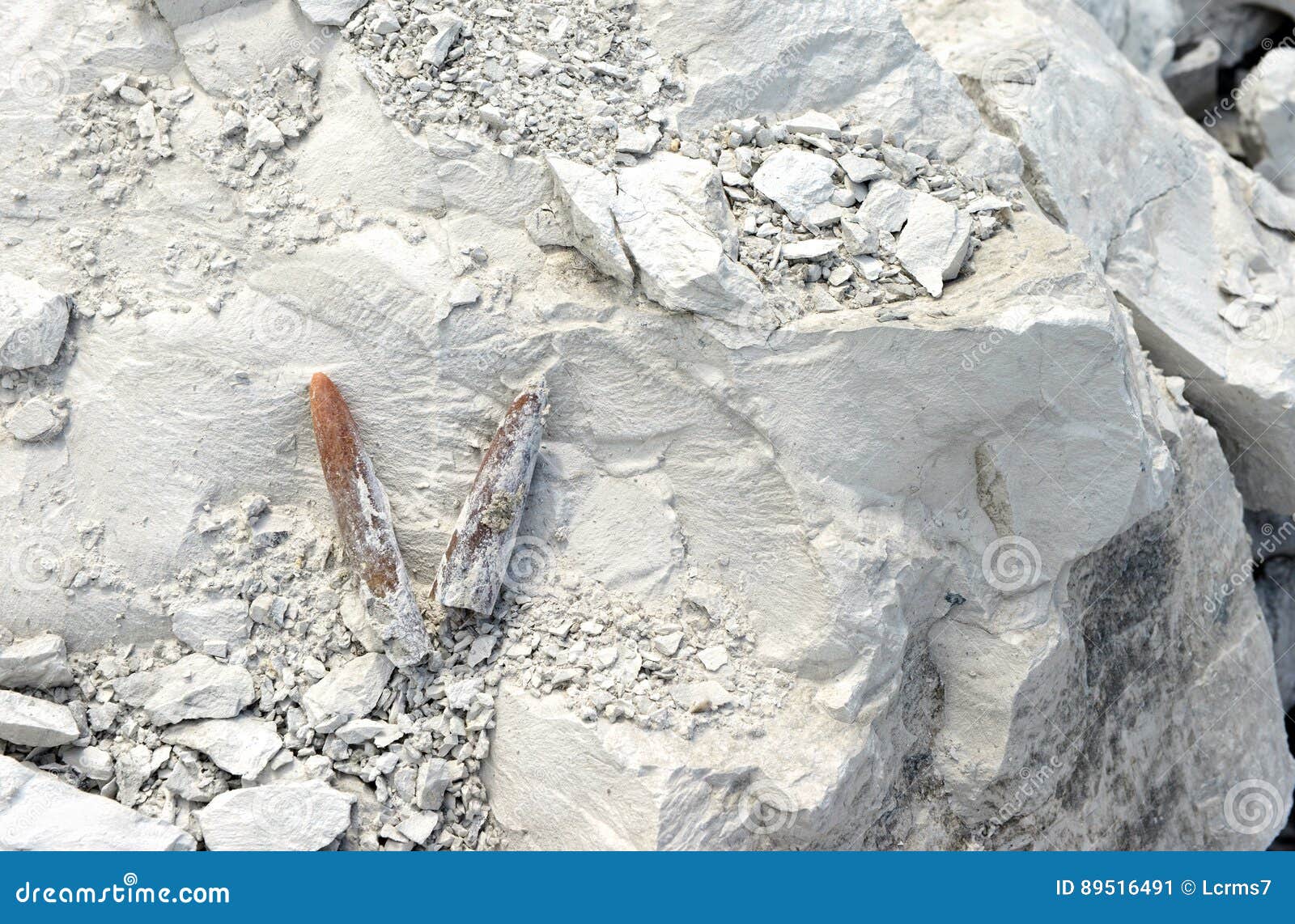 Belemnite Fossils Stock Photography | CartoonDealer.com #13131806