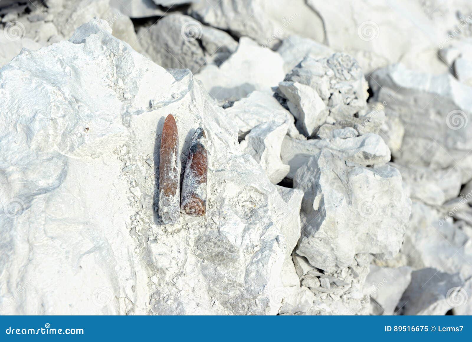 Belemnite Fossils in Chalk Rock. Quarry Mine Stock Image - Image of ...