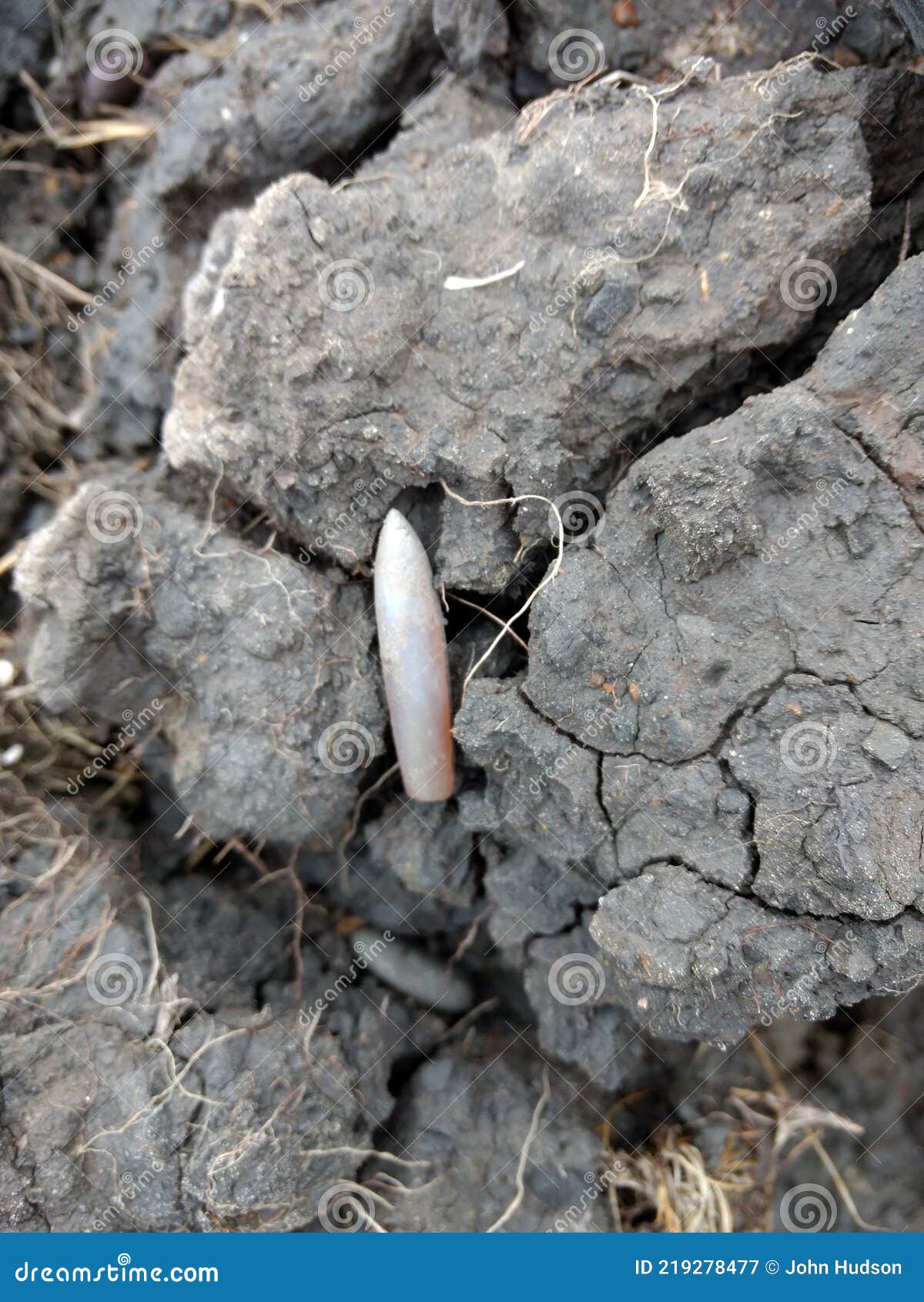 Belemnite Point in Clay at Speeton, Yorkshire Stock Image - Image of ...
