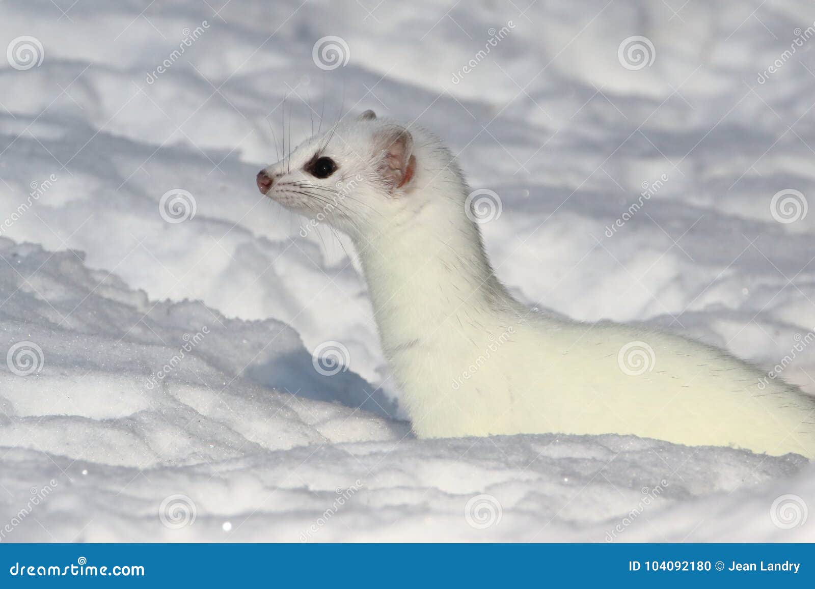 Belette Court-coupée La Queue Par Blanc Dans La Neige Photo stock ...