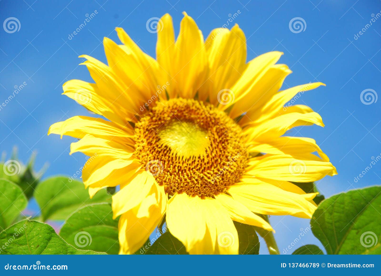 Beleza da flor do sol imagem de stock. Imagem de azul - 137466789