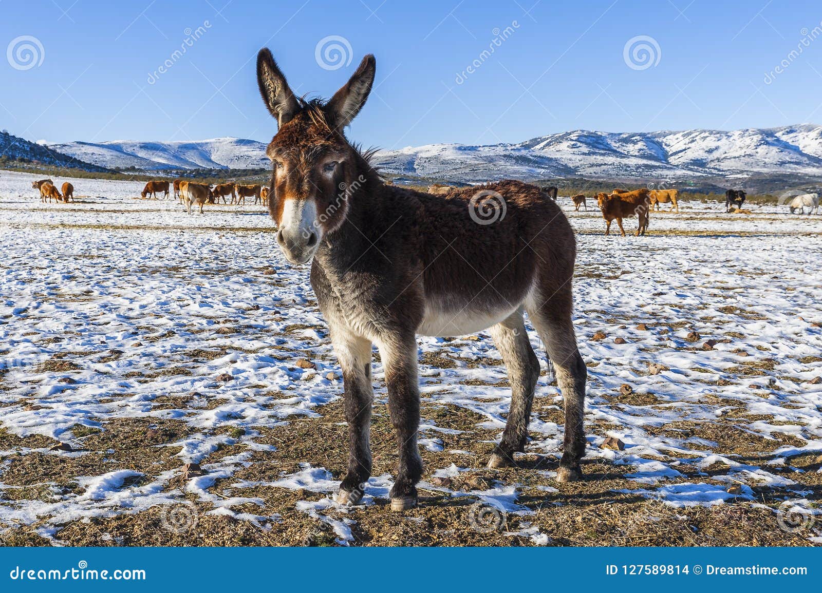 A beleza dos asnos foto de stock. Imagem de espanha - 127589814