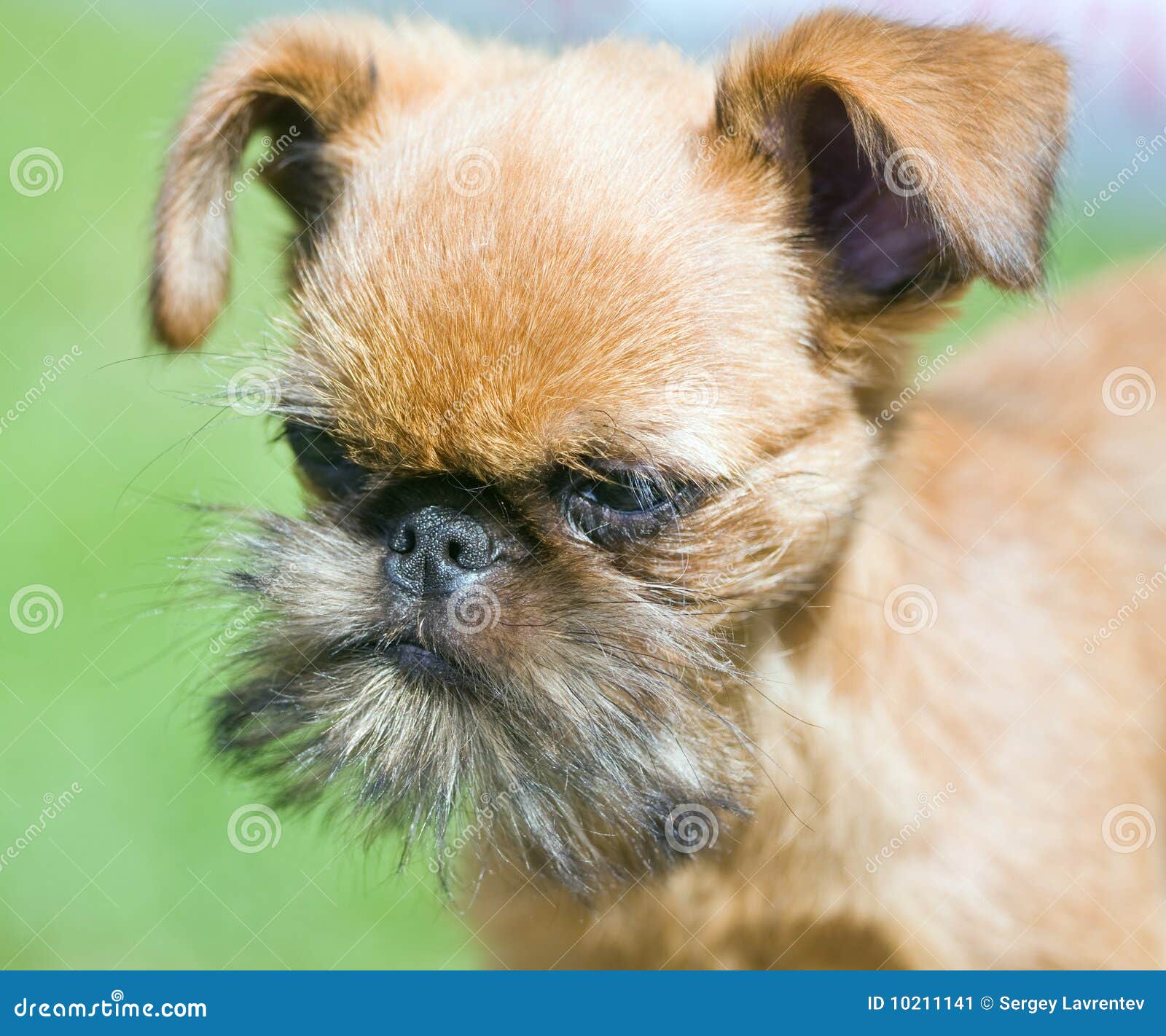 Belge Griffon stock image. Image of beauty, cute, griffon - 10211141