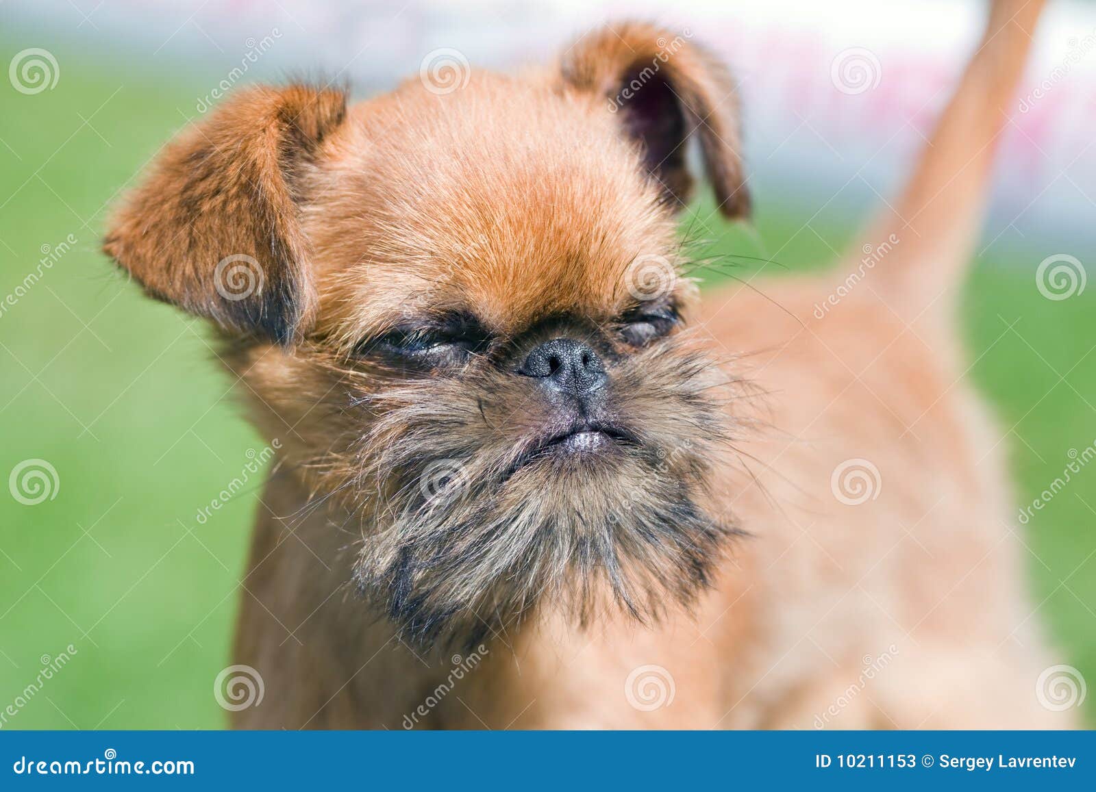 Belge Griffon stock image. Image of animals, cute, small - 10211153