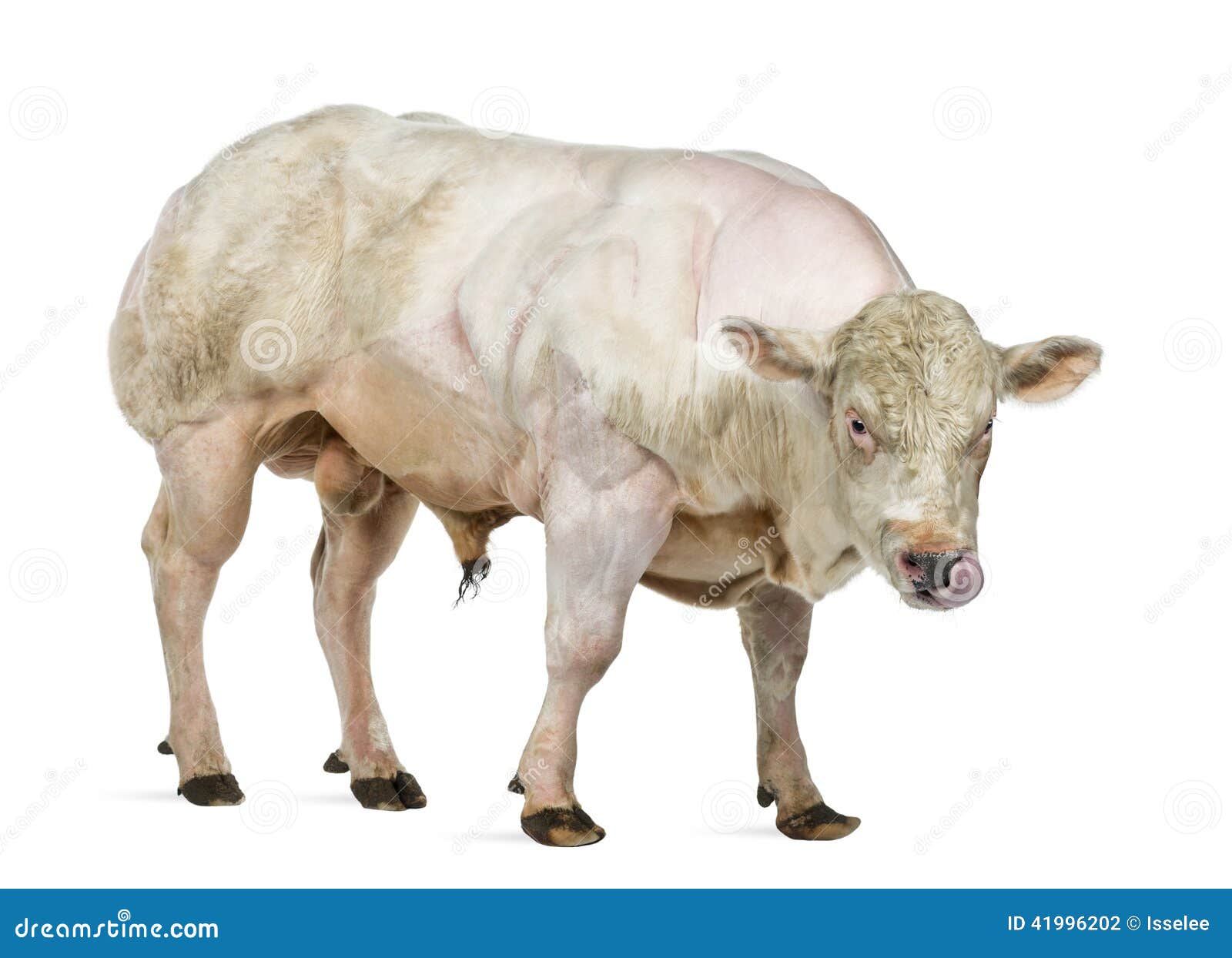 Belgian Blue Bull Meat