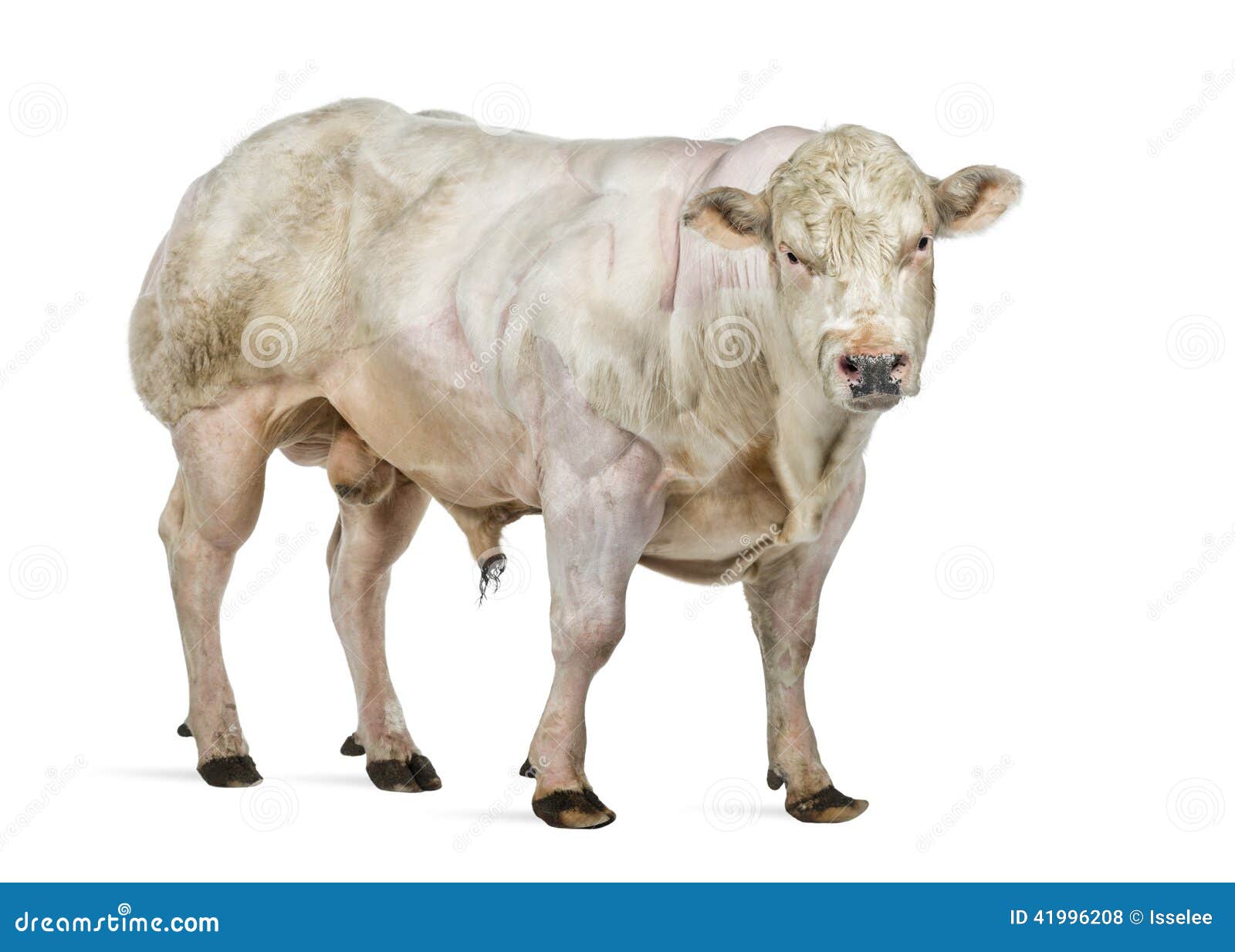 Blue Bull Male And Female In Tropical Indian Forest Stock Photography ...