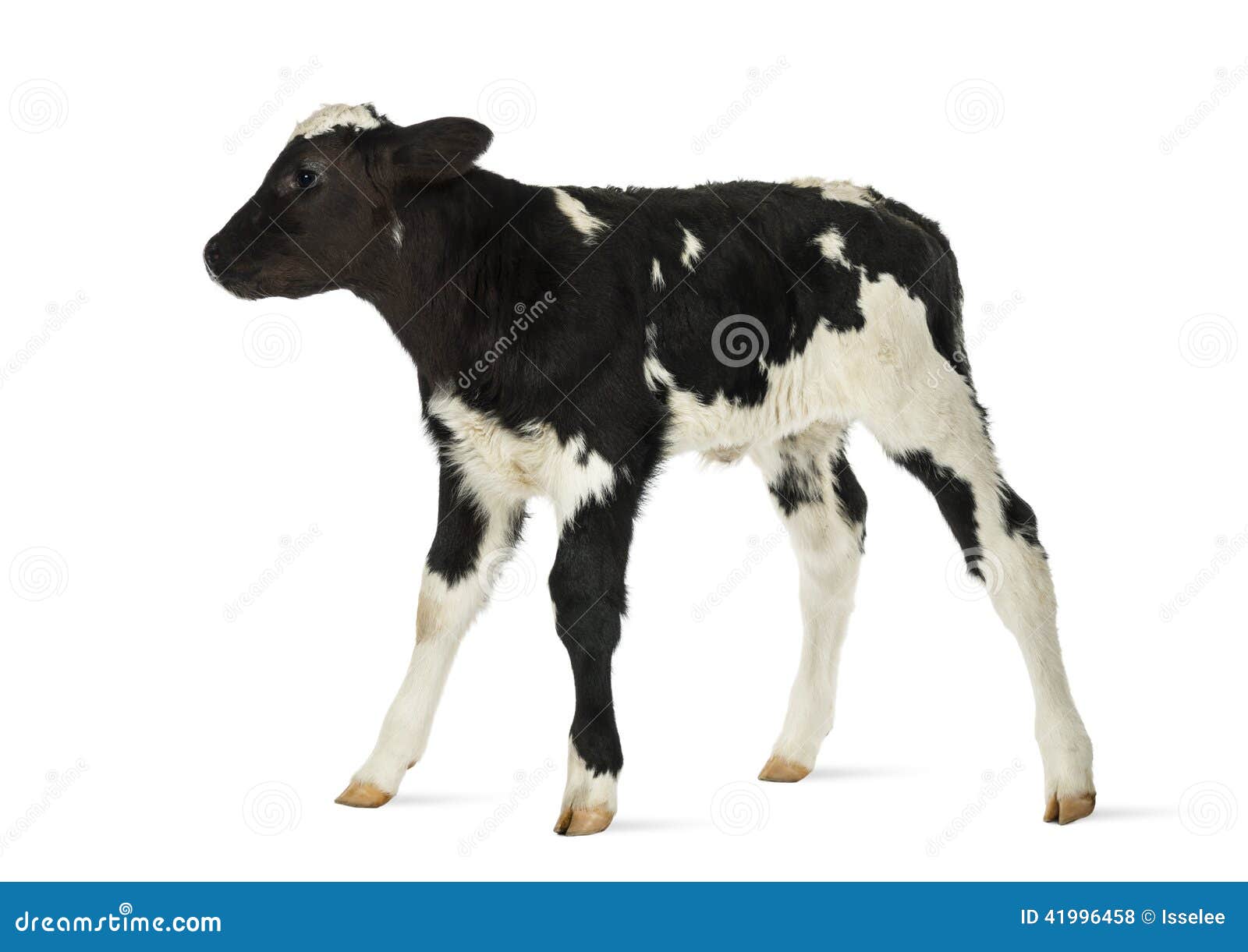Belgian blue calf stock photo. Image of bleu, herbivore - 41996458