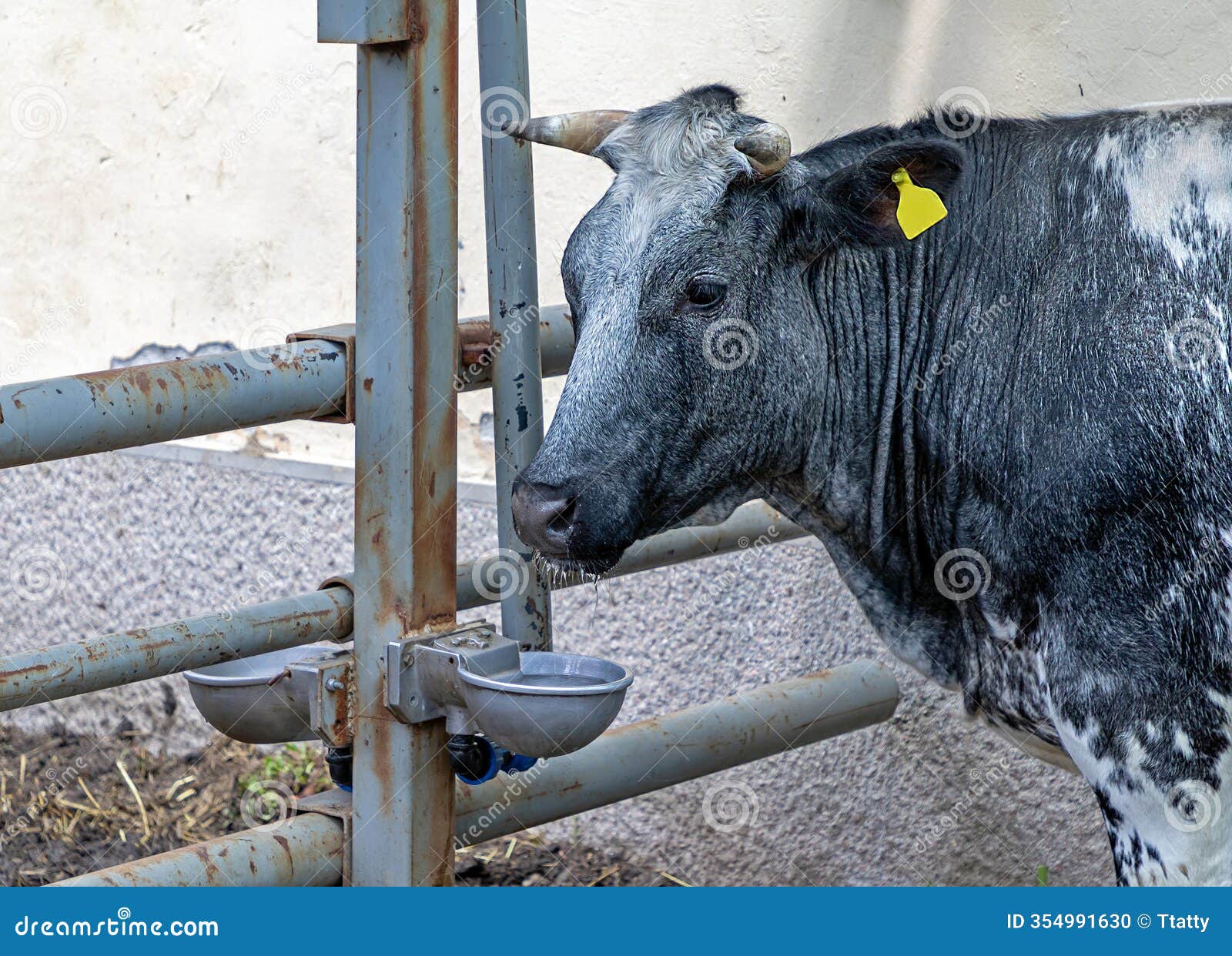 Belgian blue cow head stock photo. Image of horns, blue - 354991630