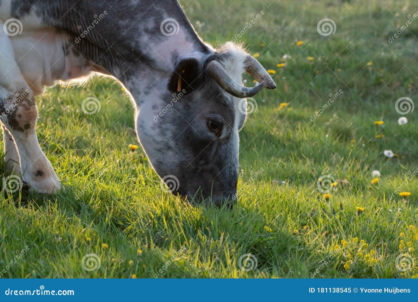 Belgian Blue White Cow Grazing Stock Image - Image of colorful, horn ...