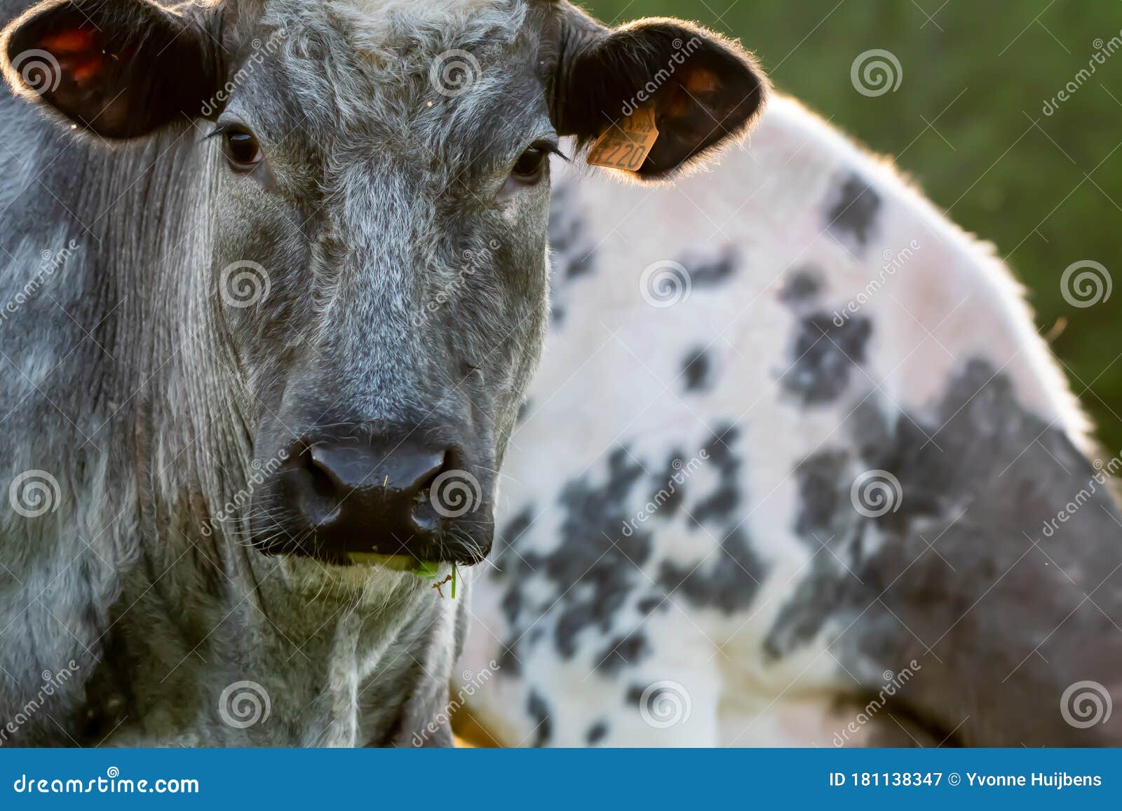 Belgian Blue White Cow Looking at the Camera Stock Image - Image of ...