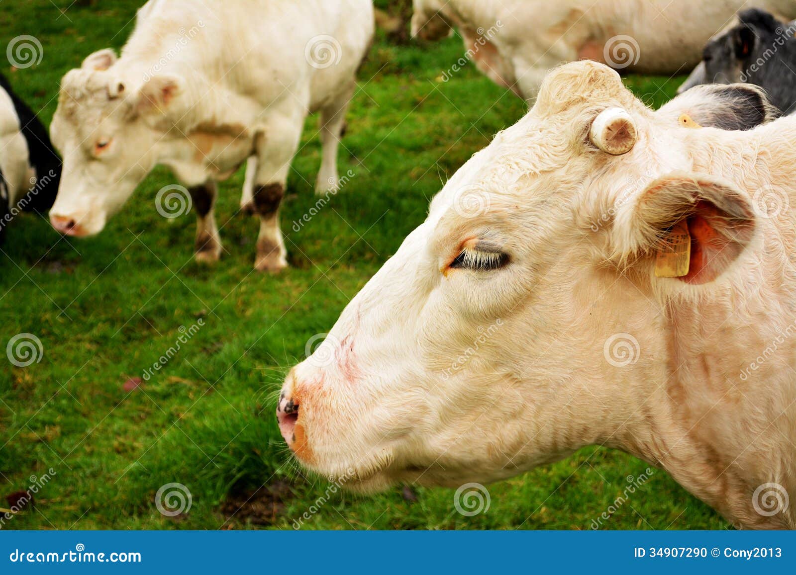 A cow looking awry stock photo. Image of horizon, fresh - 34907290