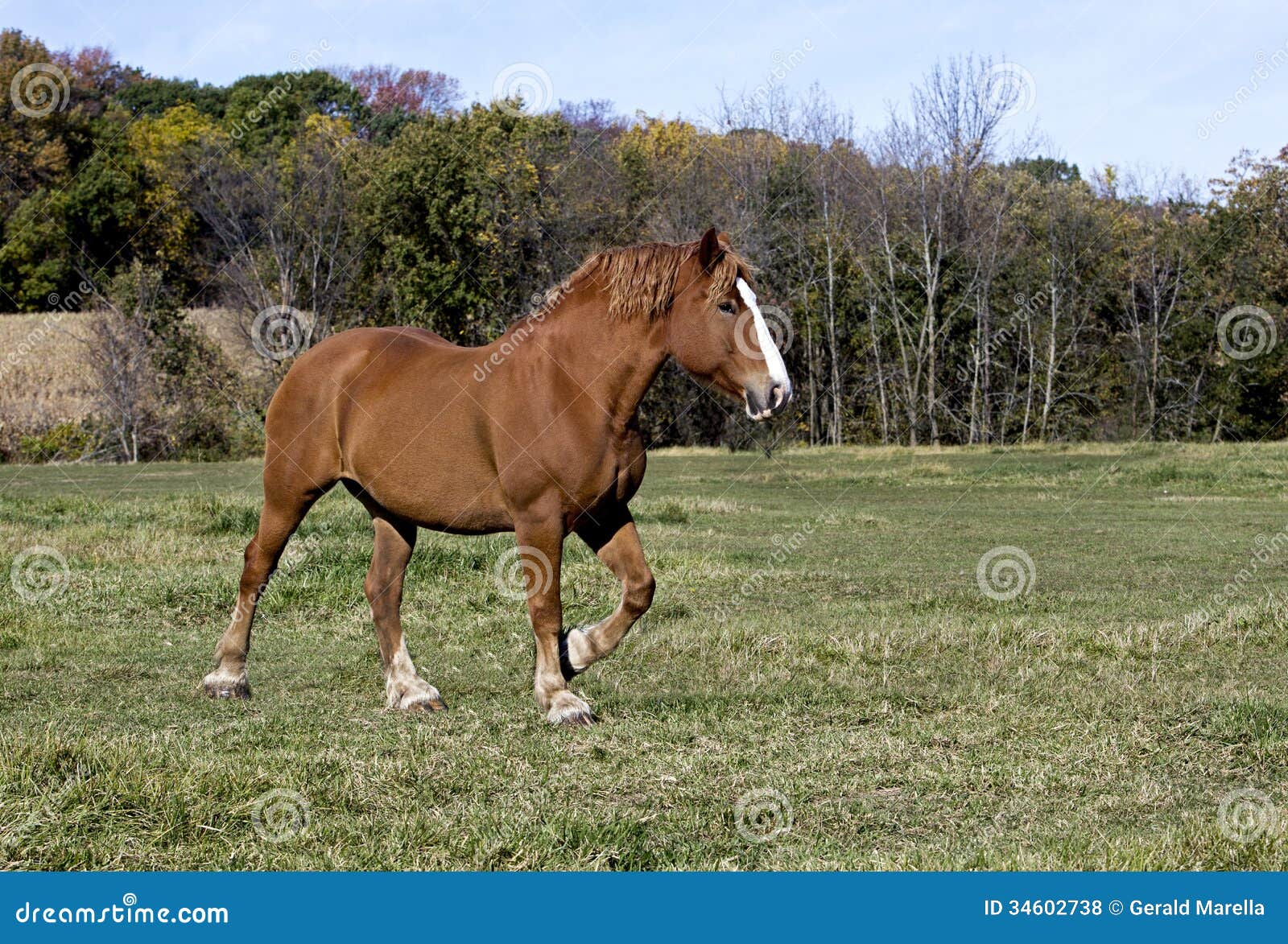 Belgian Draft Horse stock photo. Image of colors, grassy - 34602738