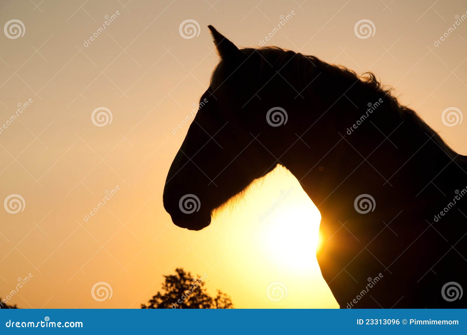 Belgian Draft Horse Silhouetted Against Rising Sun Stock Photo - Image ...