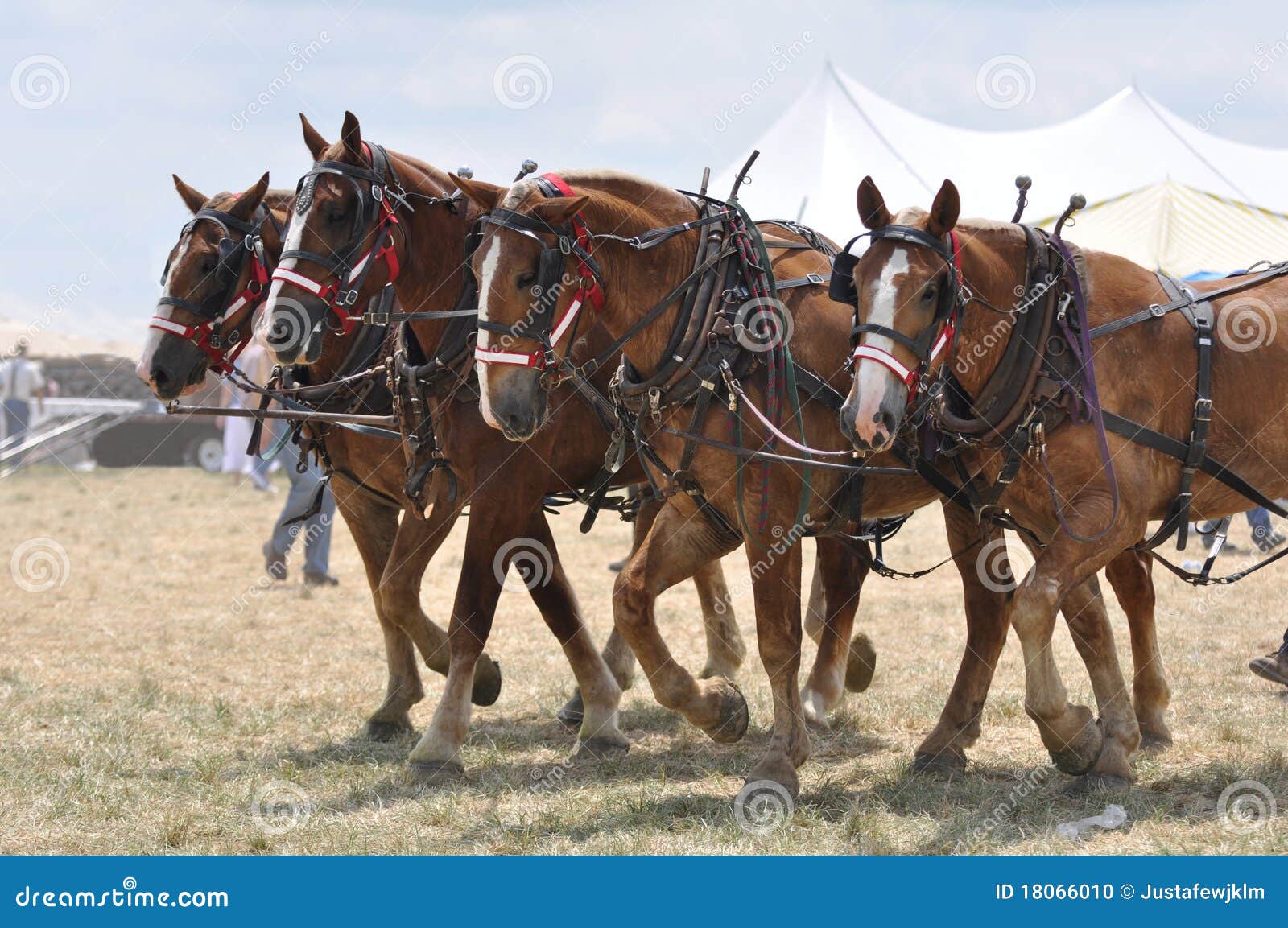 Belgian Draft Horses 4 Abreast on Hot Day Stock Photo - Image of foal ...