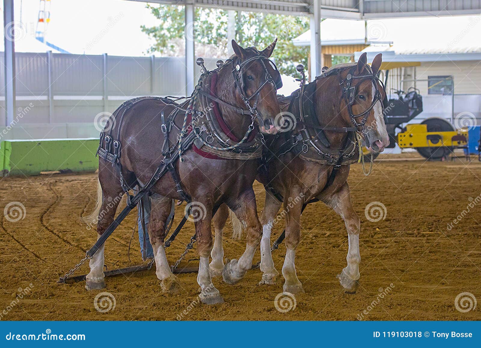 Belgian Draft Pair Of Draft Horses At A Horse Pull Competition In Tampa ...