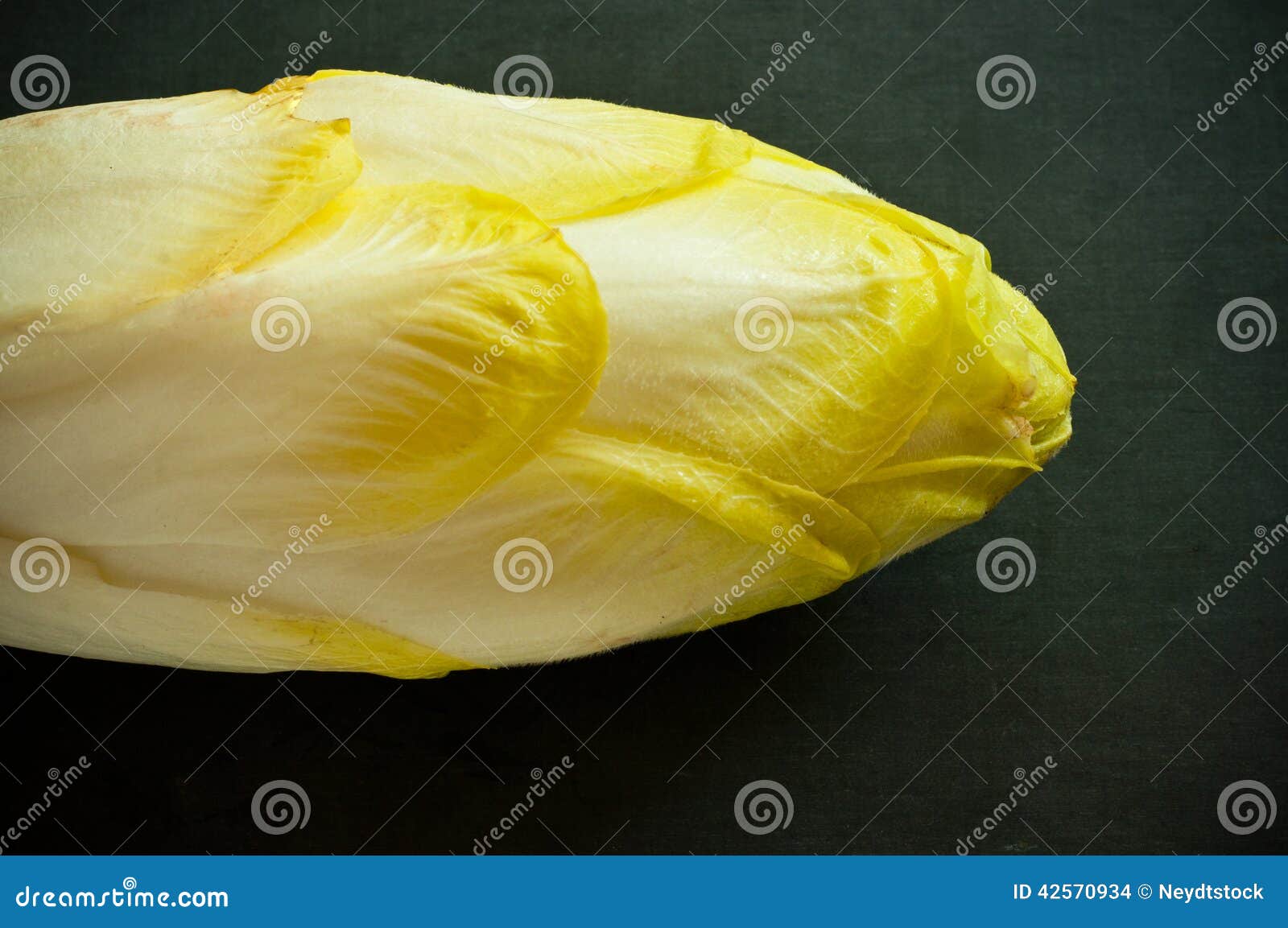 Belgian endive stock photo. Image of botany, green, closeup - 42570934