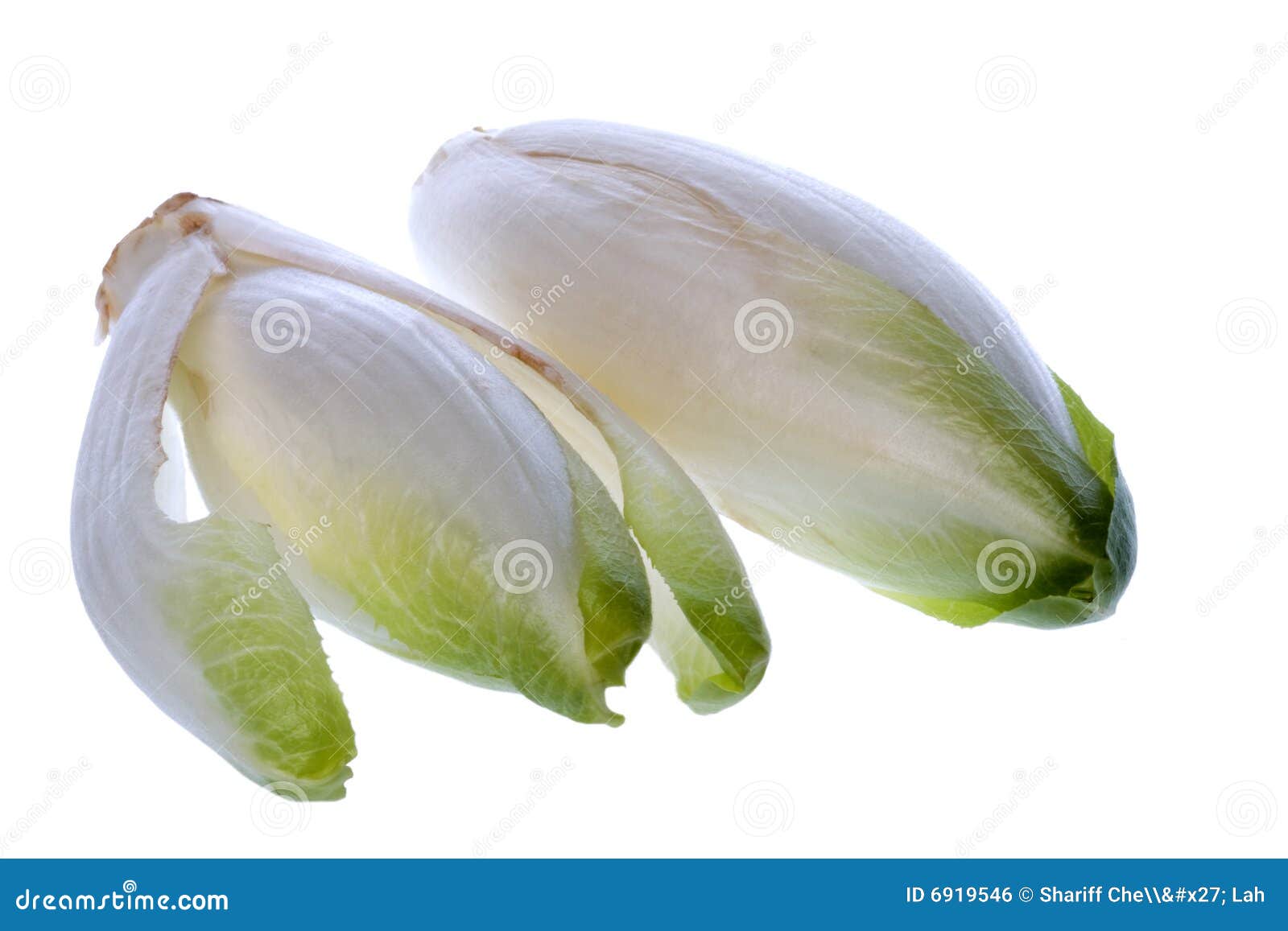 Witloof Belgian Endive/ Chicory Fresh Leaves Stock Photo ...