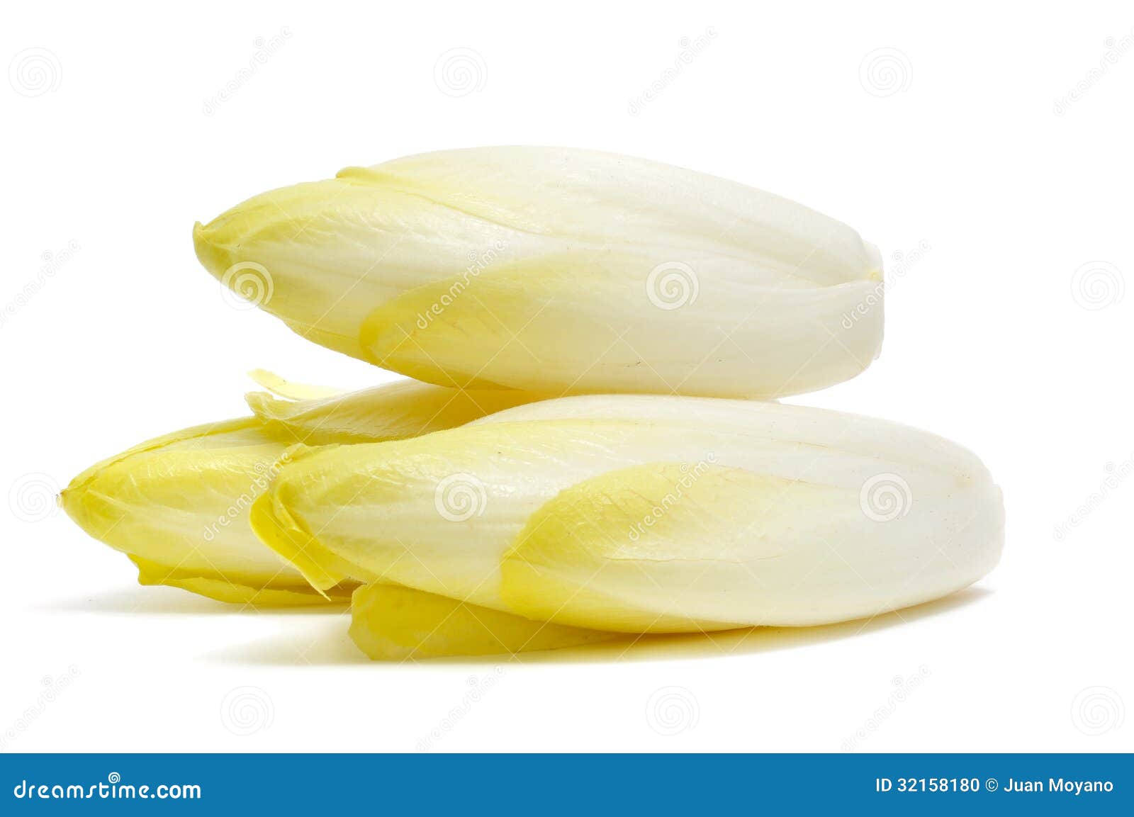 Witloof Belgian Endive/ Chicory Fresh Leaves Royalty-Free Stock Photo ...