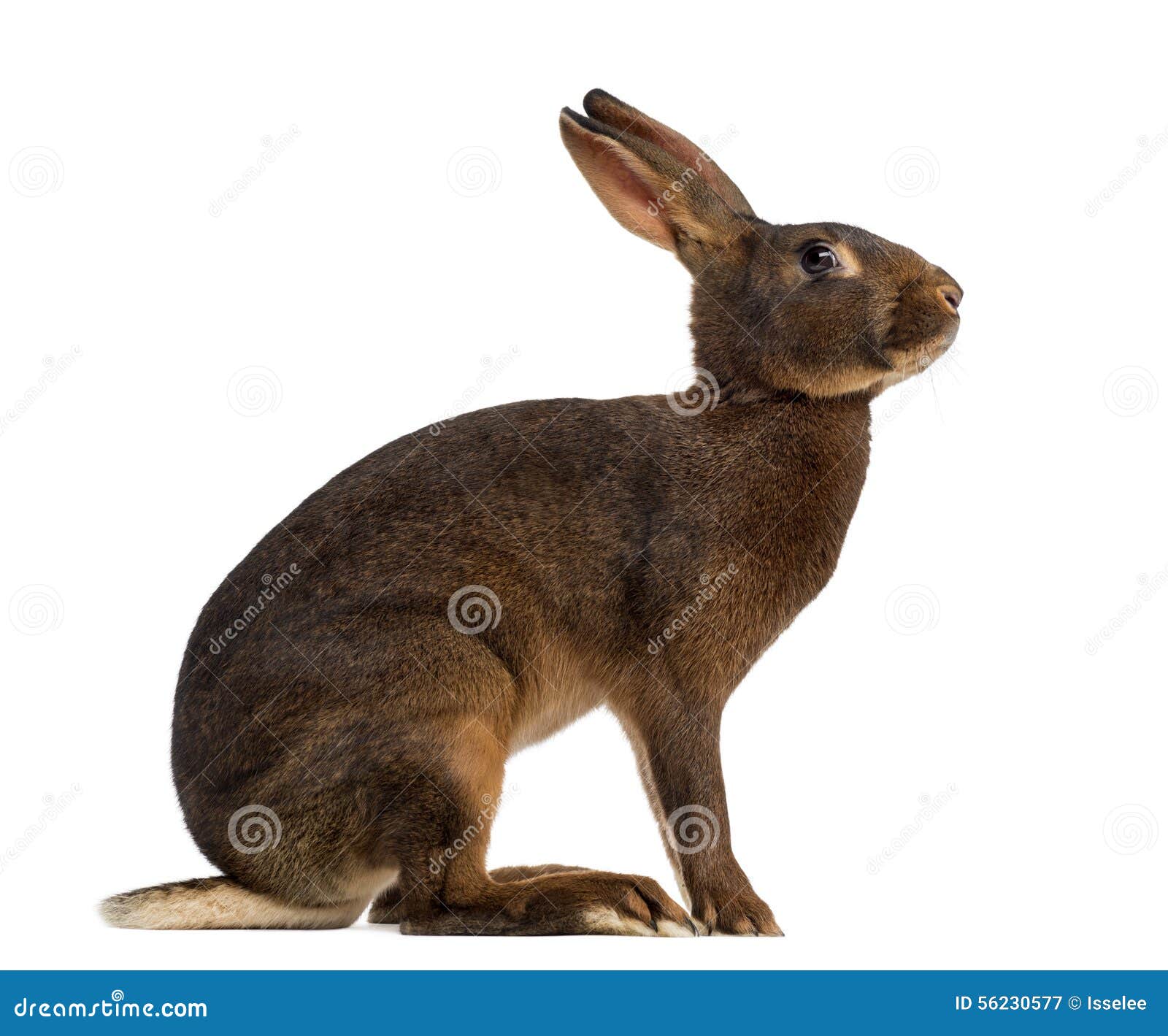 Belgian Hare in Front of a White Background Stock Image - Image of ...